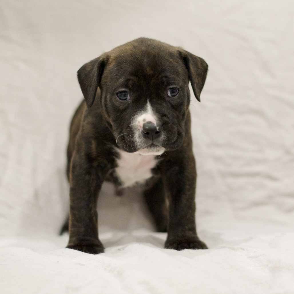 How to prepare your pets for Fourth of July fireworks. These adoptable ...