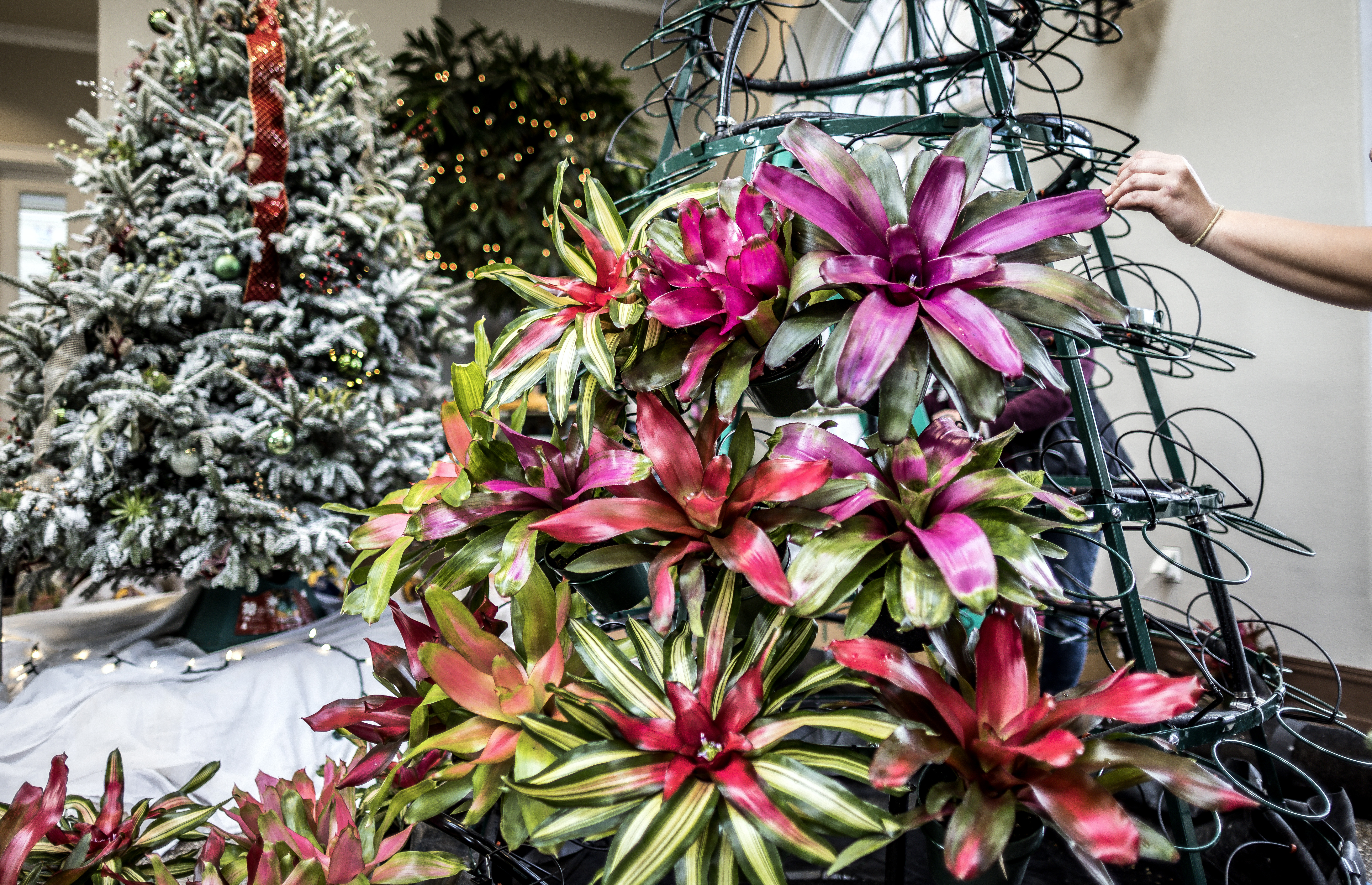 Christmas Tree Showcase 2024 at Hershey Gardens - pennlive.com