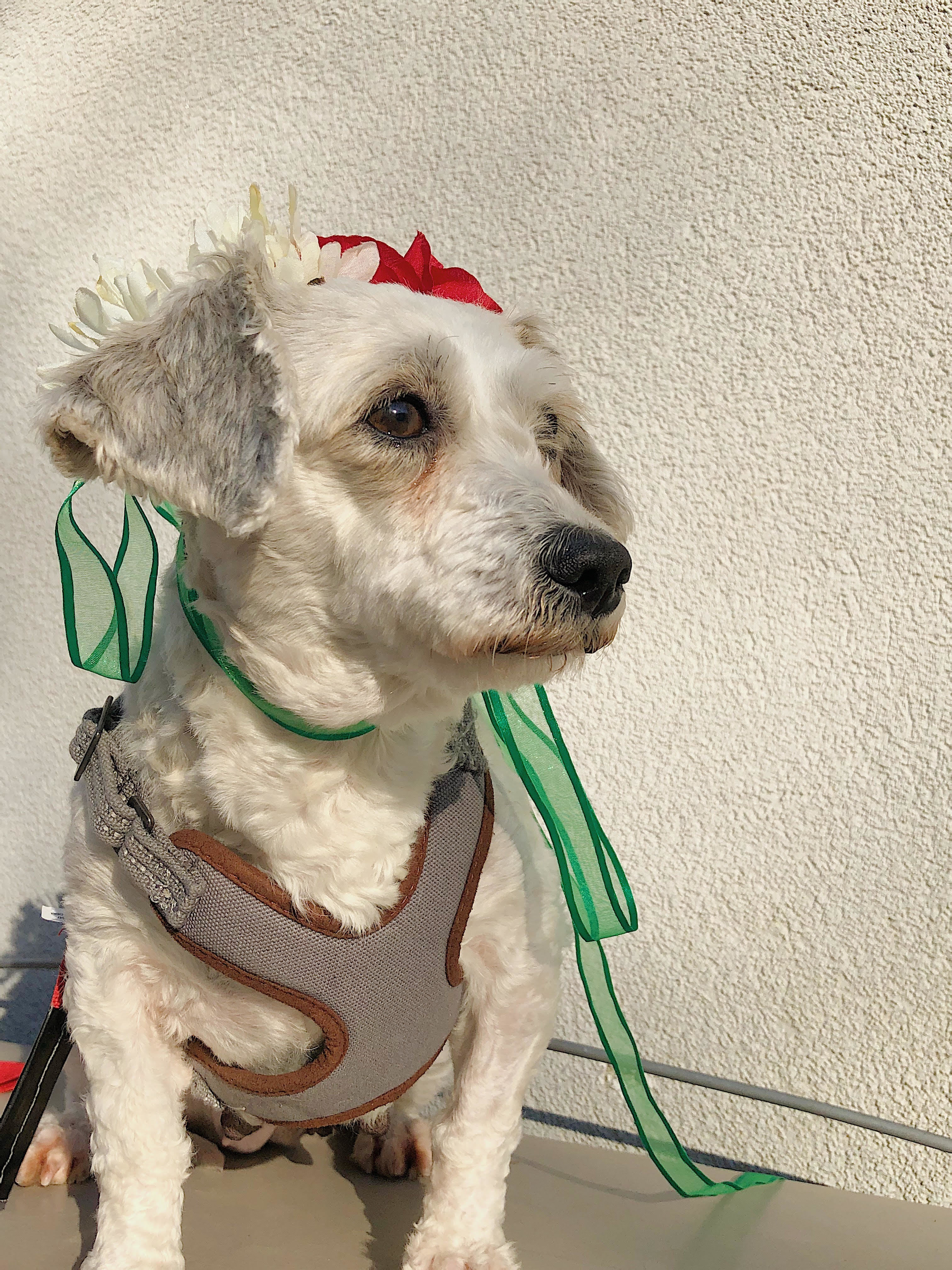 Heartwarming love from theses 13 adoptable pets: May 2-3 - silive.com