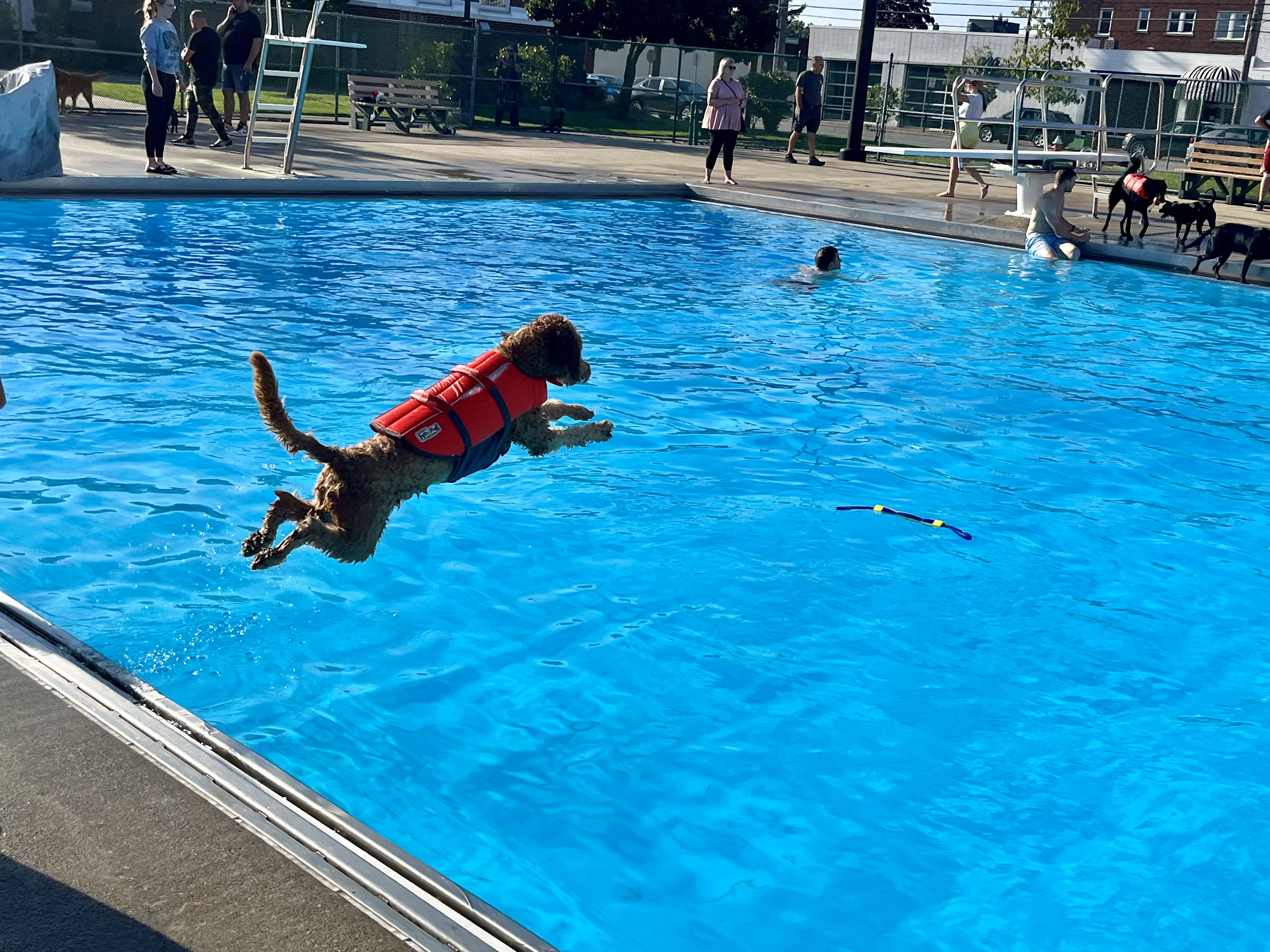 Dog swim at Lakewood's Madison Park - cleveland.com