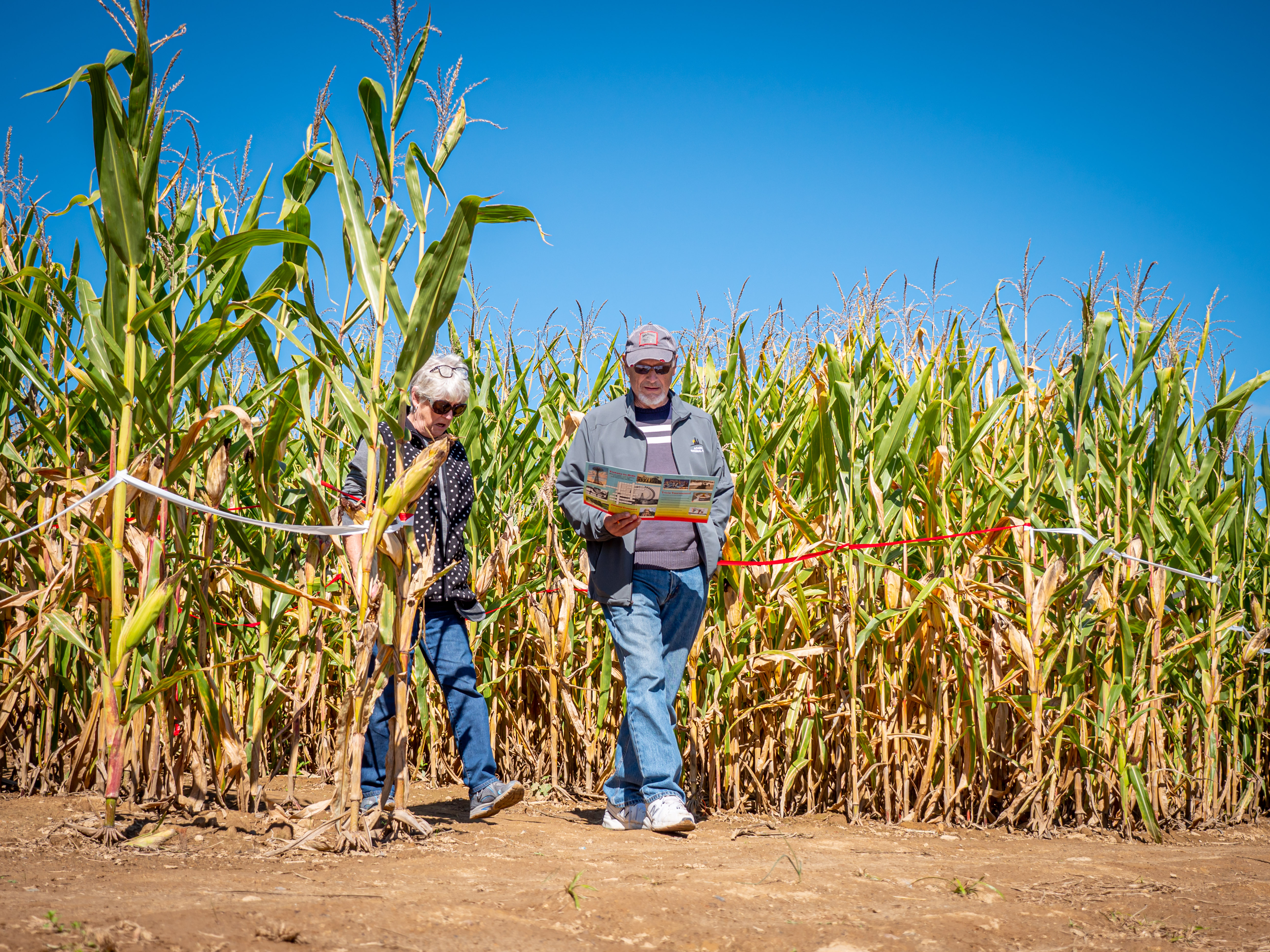 Howell Farm runs Carousel Corn Maze - nj.com