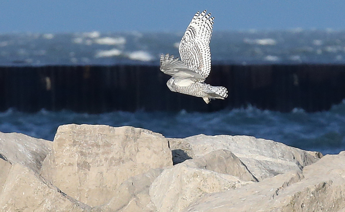 Snowy owls spotted in Lorain Harbor, January 5, 2022 - cleveland.com