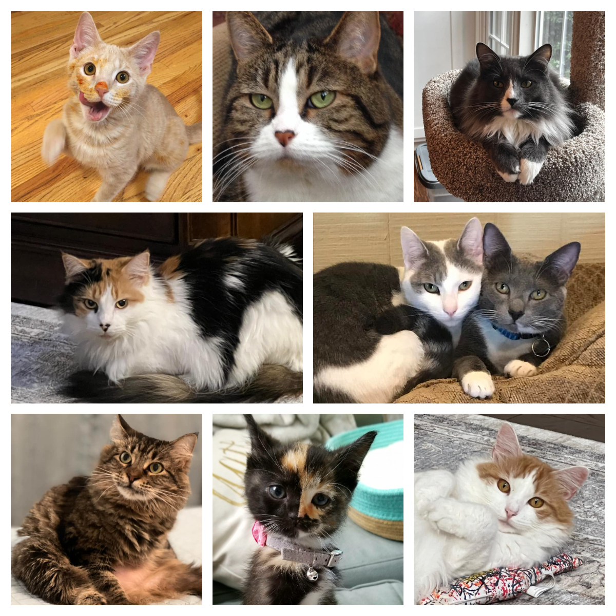 Rescue cats in Alabama - al.com