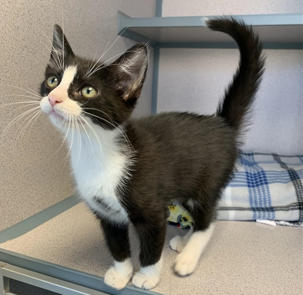 N.J. pets in need: Sept. 28, 2020 - nj.com