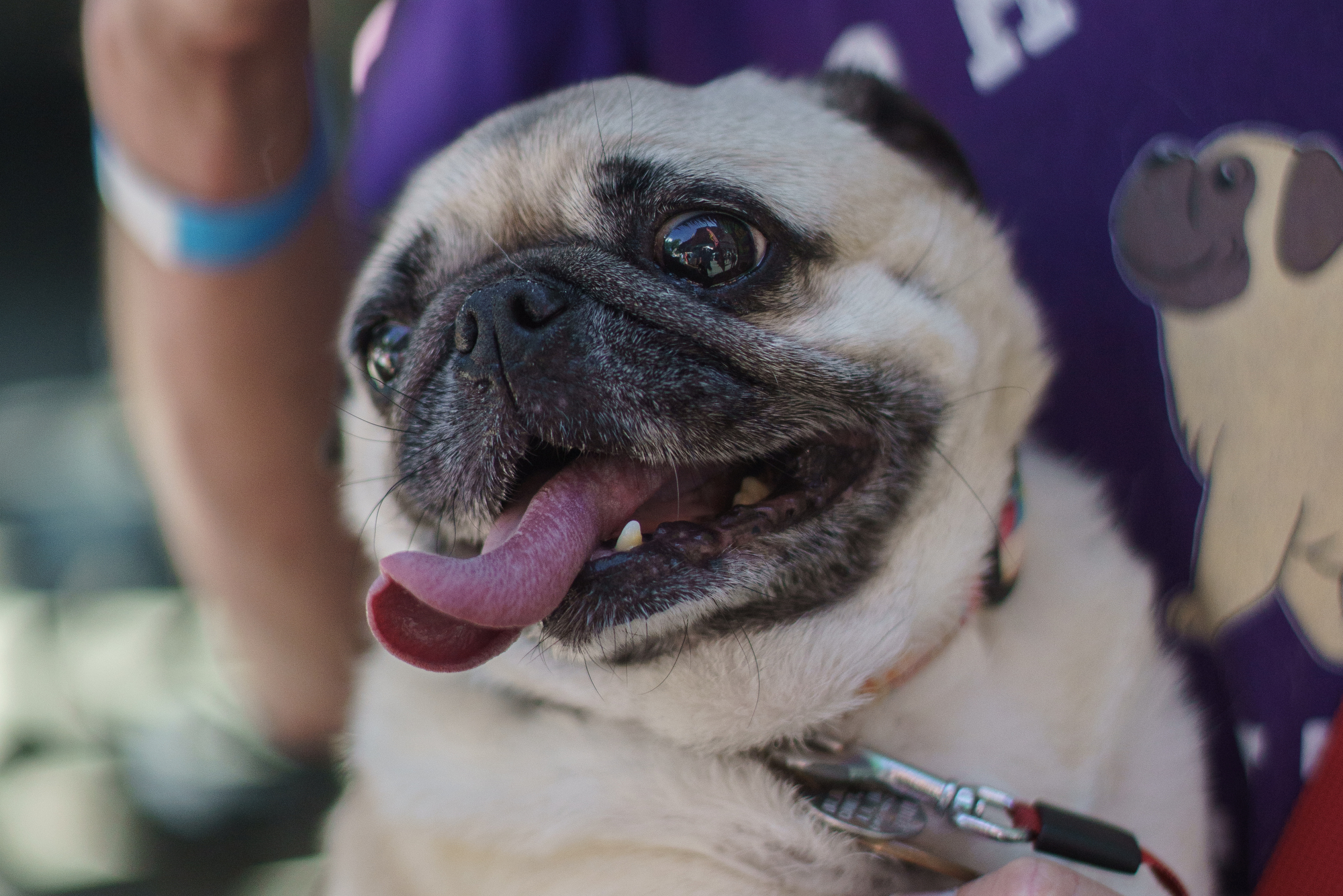 Portland Pug Crawl 2022 - oregonlive.com