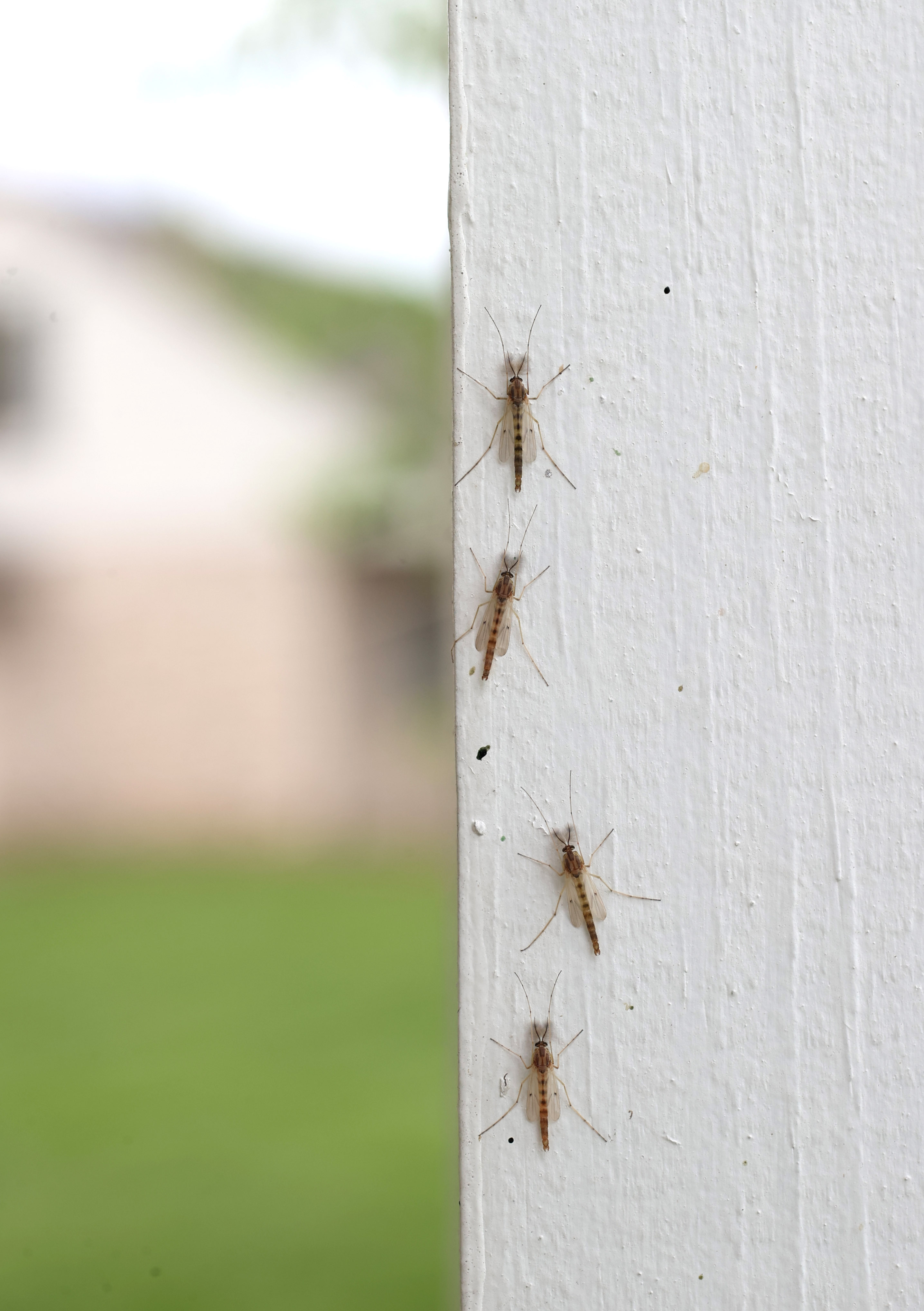 Midges are emerging around Northeast Ohio, May 17, 2024 - cleveland.com