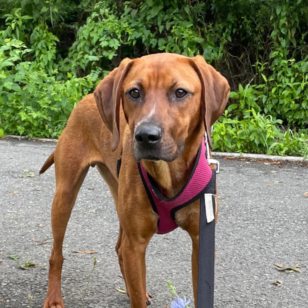 Let me introduce you to a pet that can change your life forever: August ...