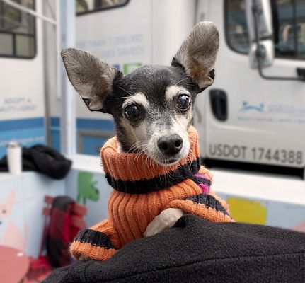 Happy Holidays to everyone. Share your heart and home with a new pet ...