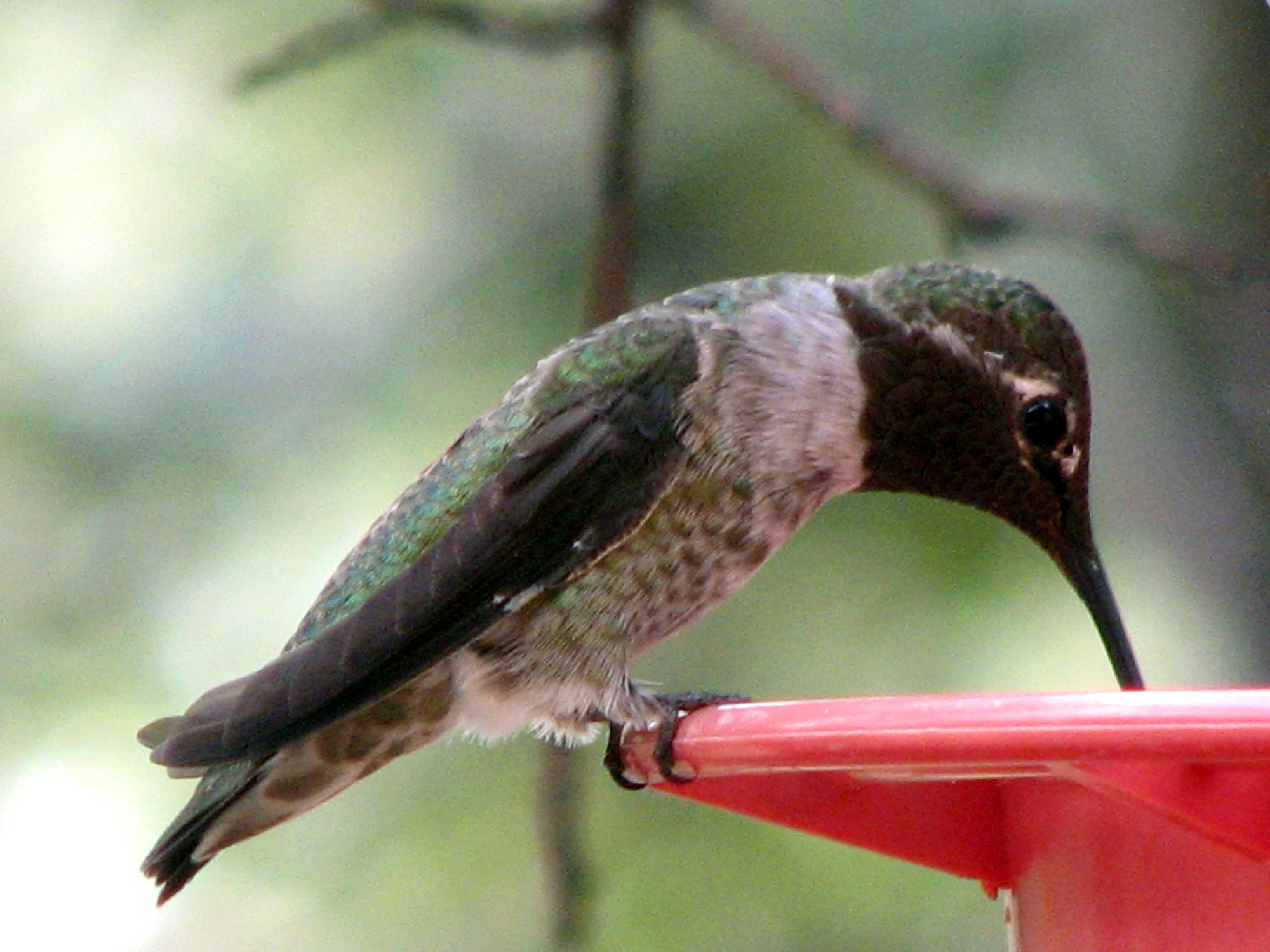 The seven species of Oregon hummingbirds - oregonlive.com