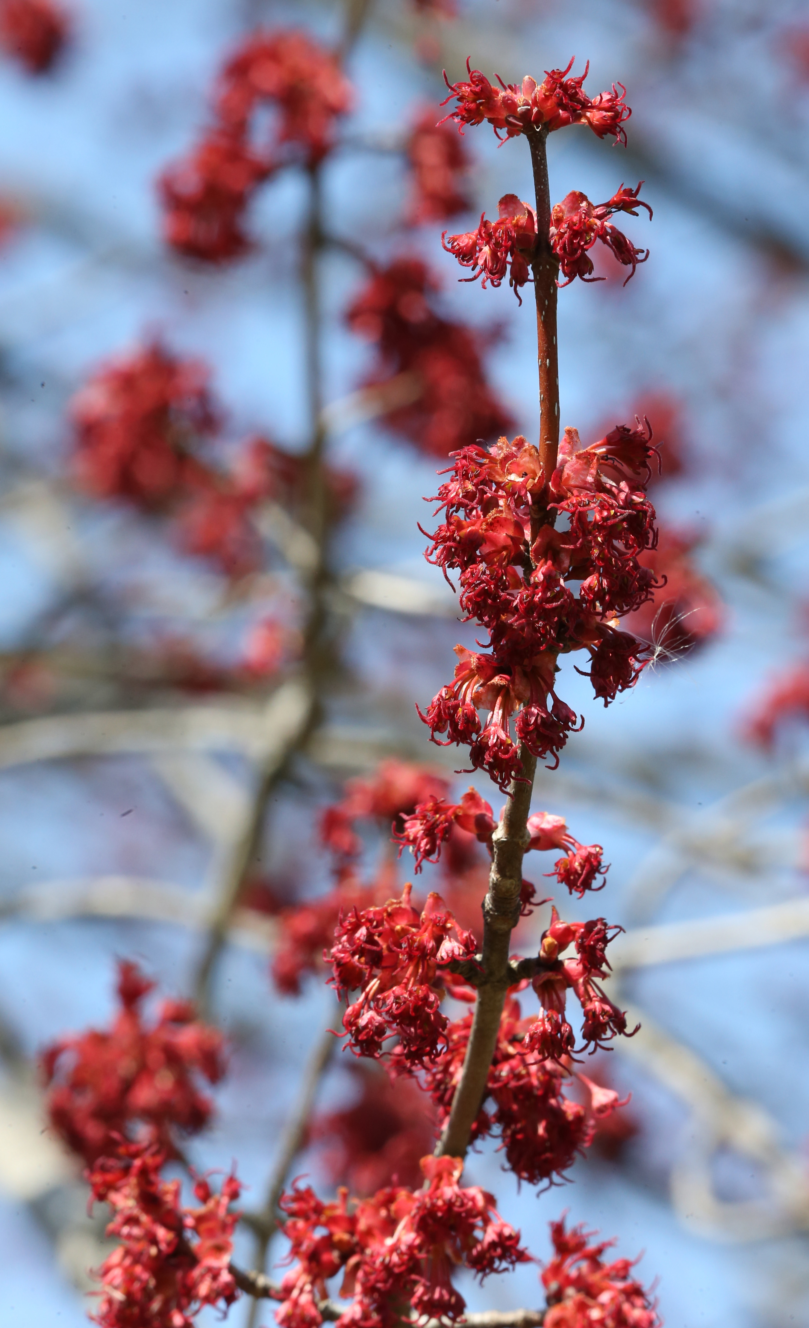 The beauty of Spring 2023 in Northeast Ohio - cleveland.com