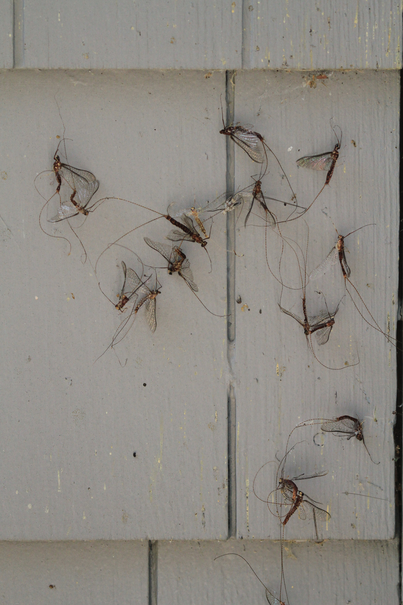 Mayflies make their annual return to cities and towns along Lake Erie ...