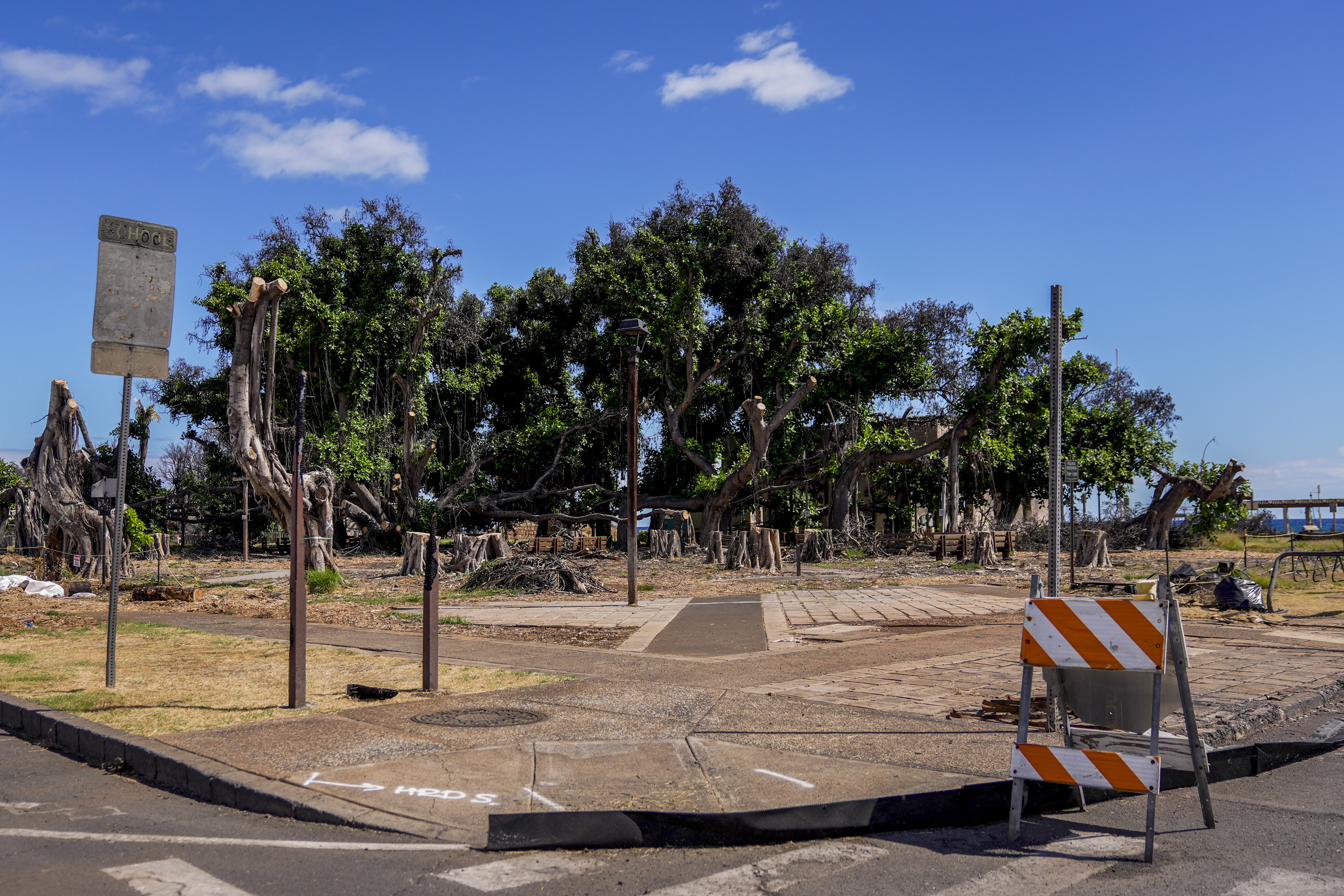 Burned banyan tree makes a comeback - pennlive.com