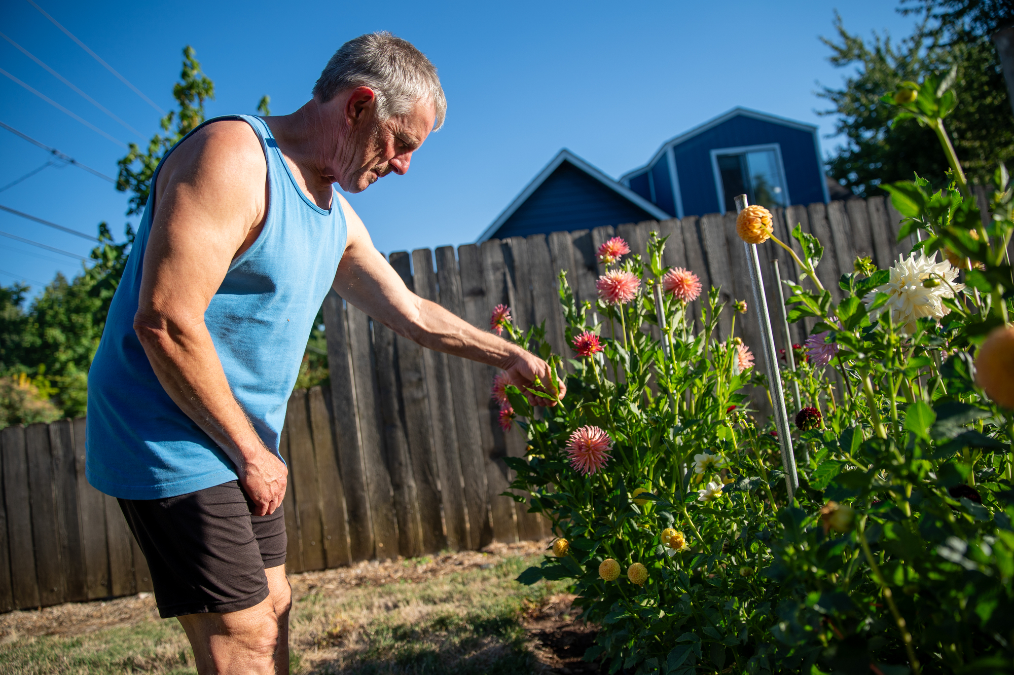 Larry Smith dahlia garden in SE Portland - oregonlive.com