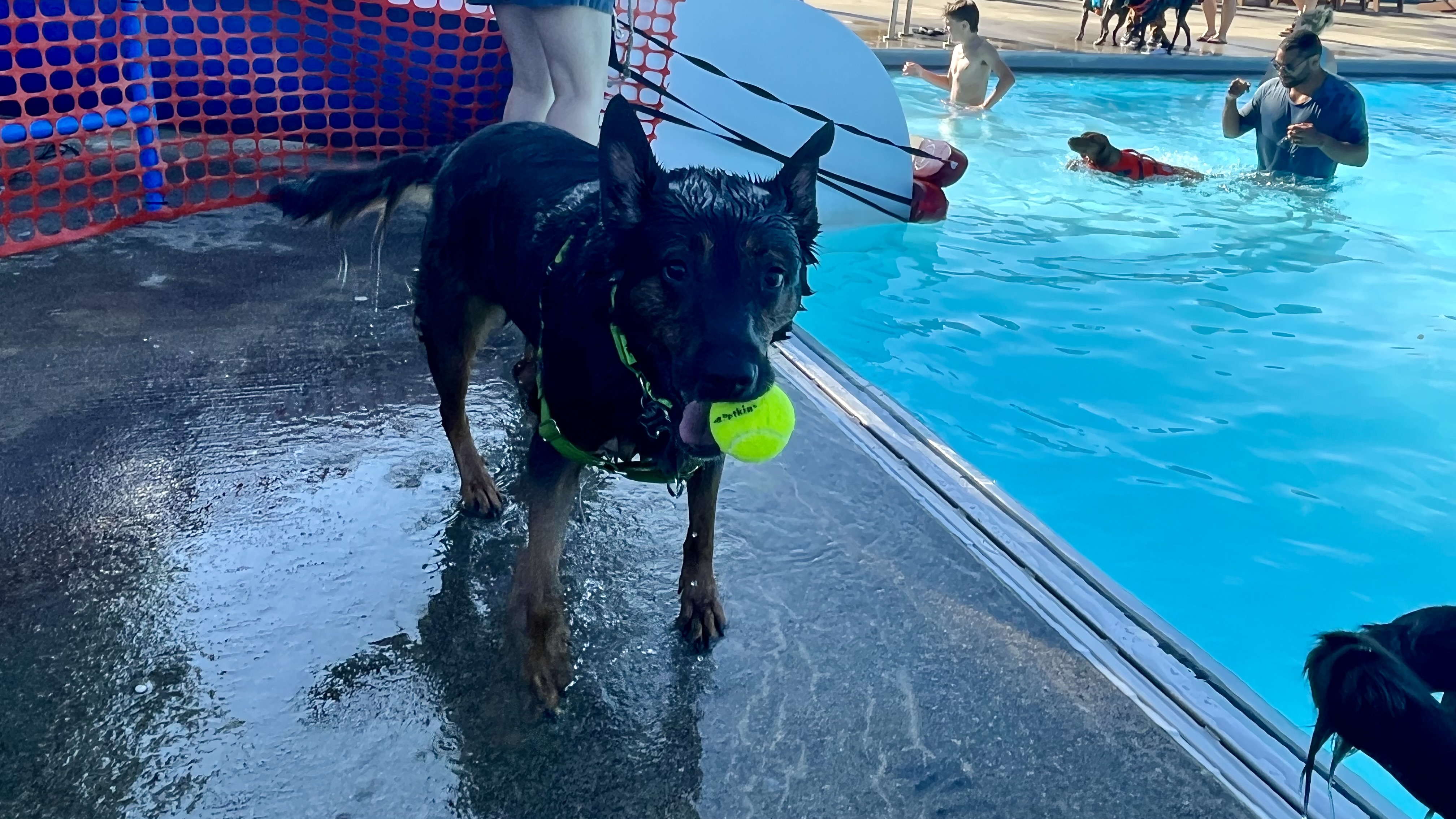 Dog swim at Lakewood's Madison Park - cleveland.com