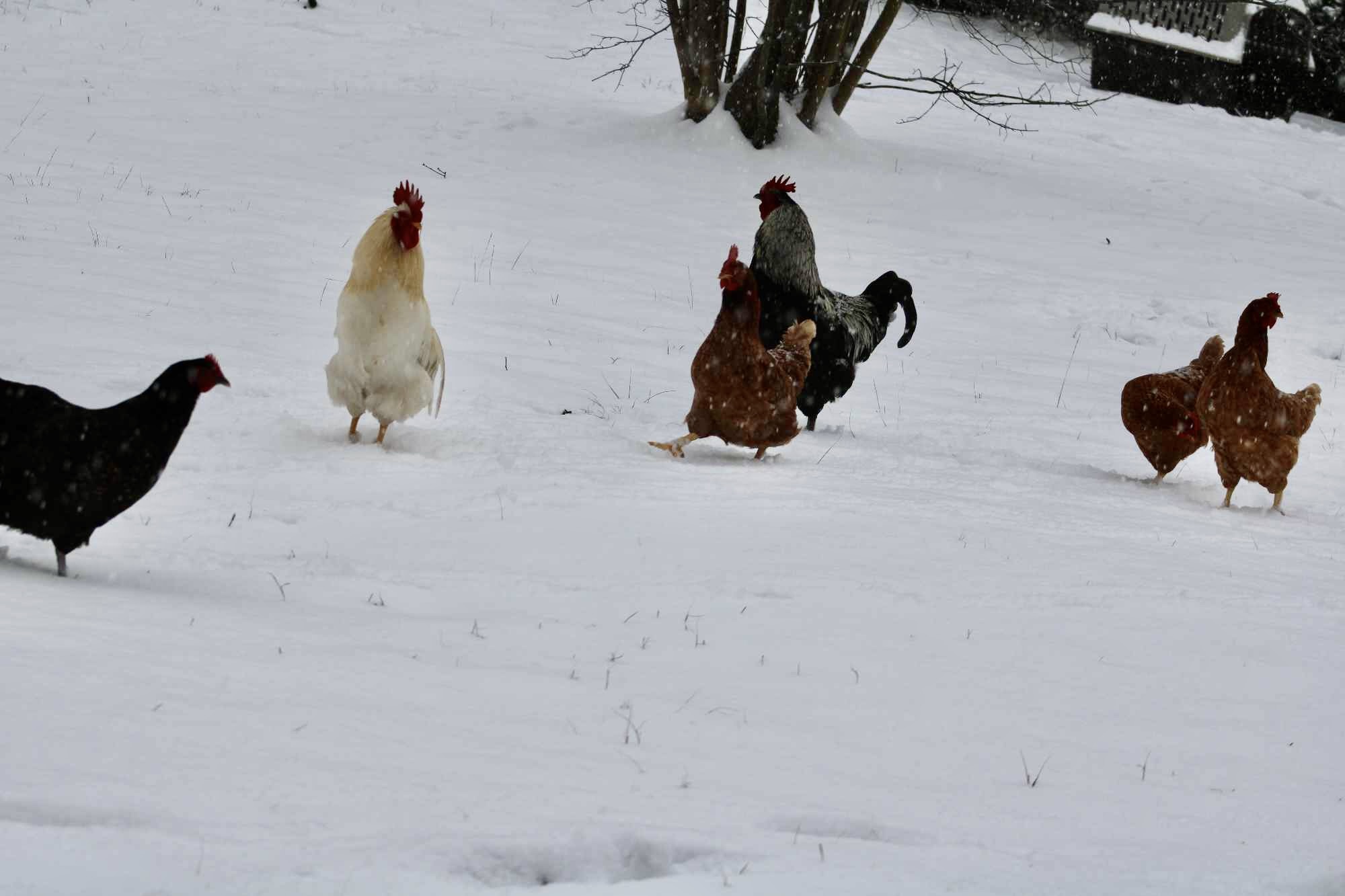 Chickens and snow in Alabama - al.com