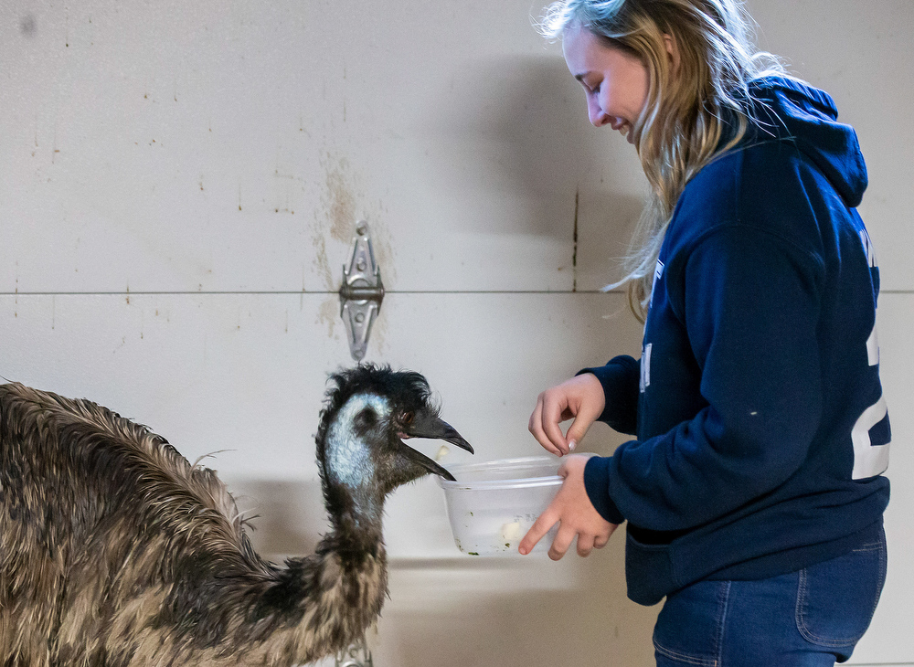 Escaped emu captured in Newport - pennlive.com