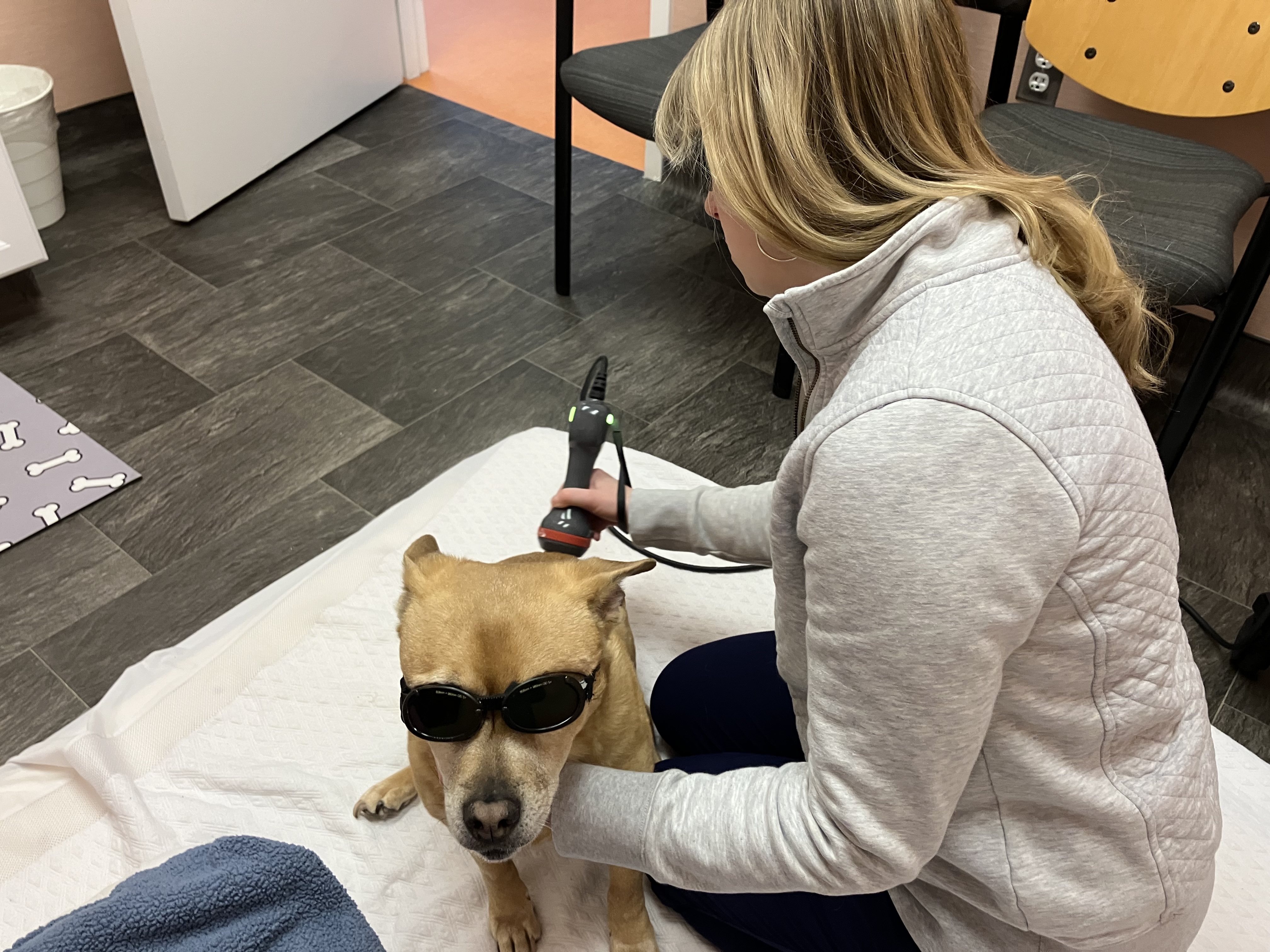 Sea Legs Integrative Veterinary Health - masslive.com