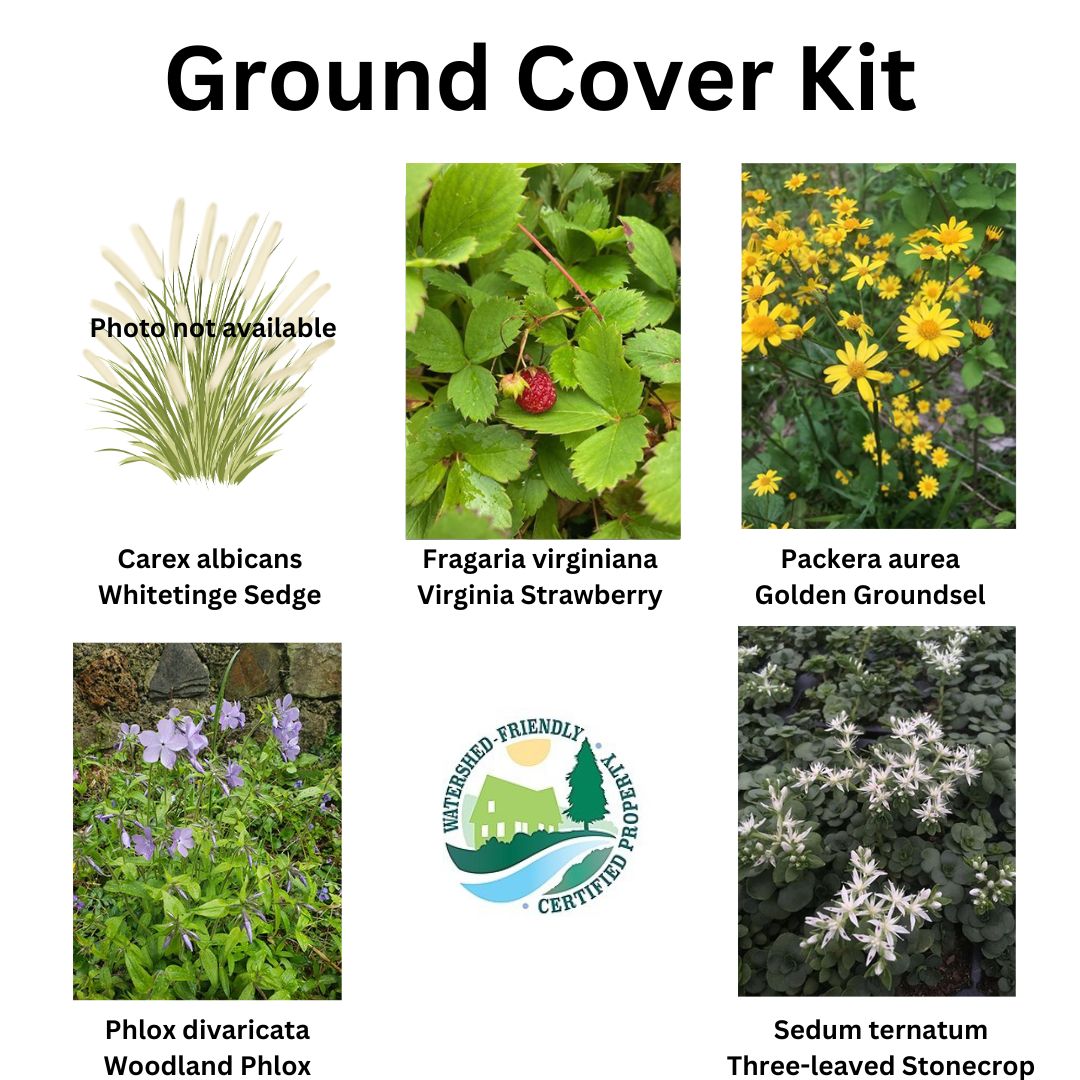 Native plant sale aims to improve Pennsylvania’s water quality ...