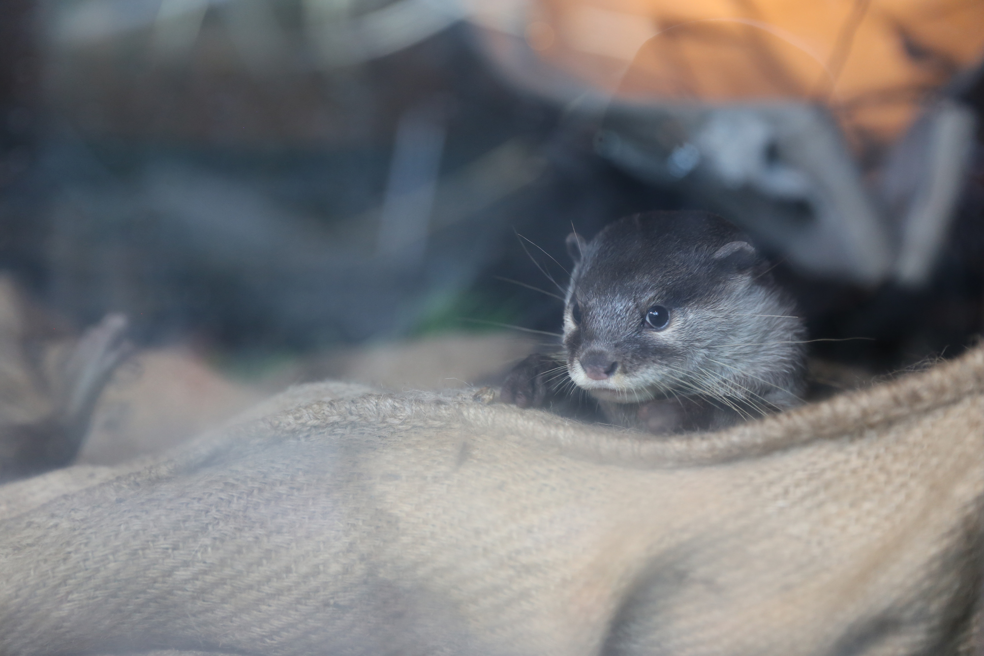RainForest at Cleveland Zoo reopens - cleveland.com