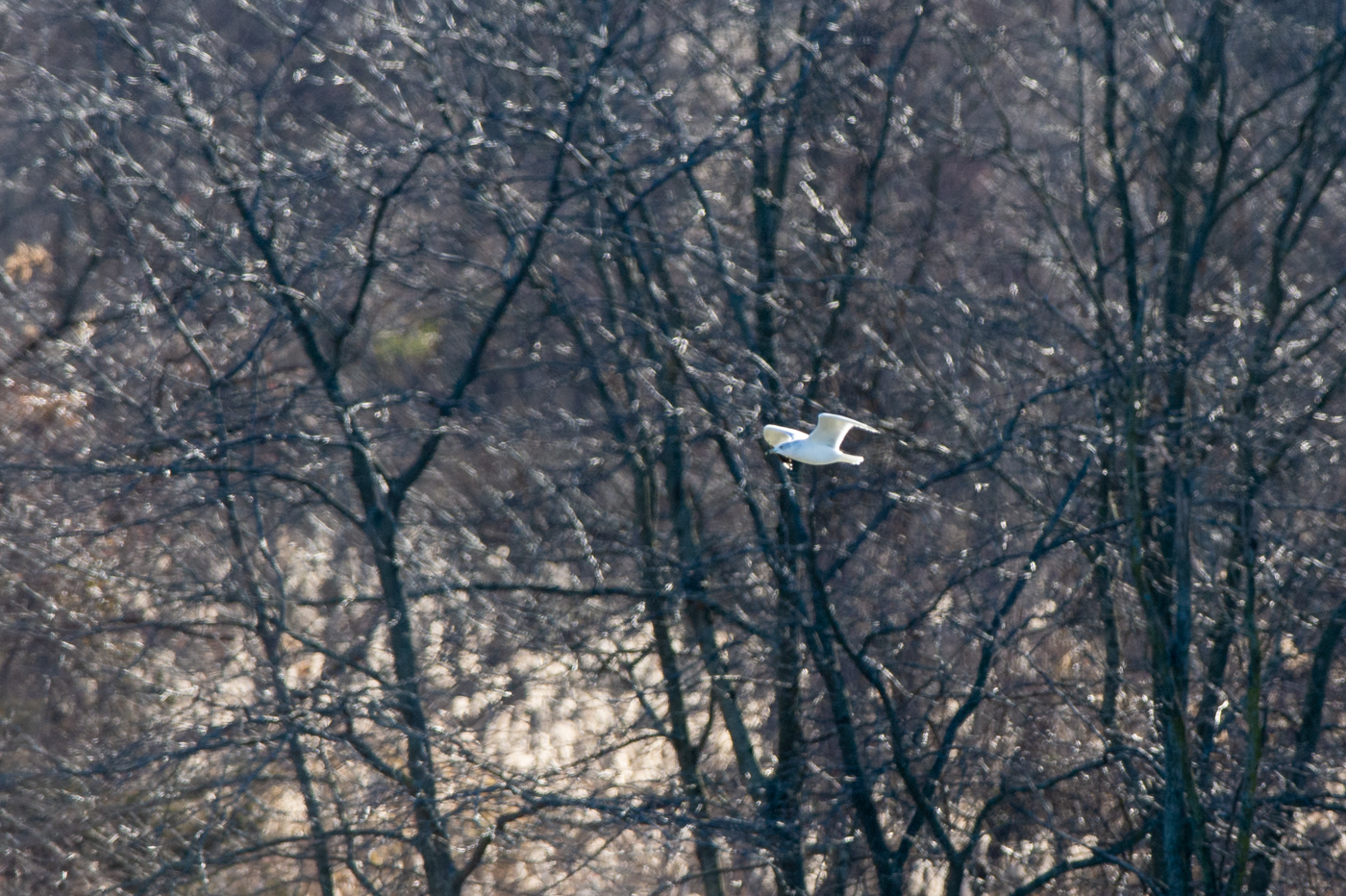 Hyperlocal Winter Birding - nj.com