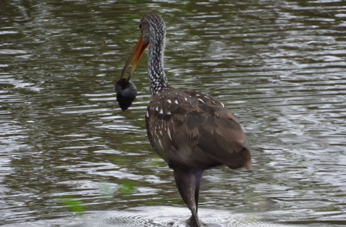 Limpkin spotted in Lancaster County - pennlive.com