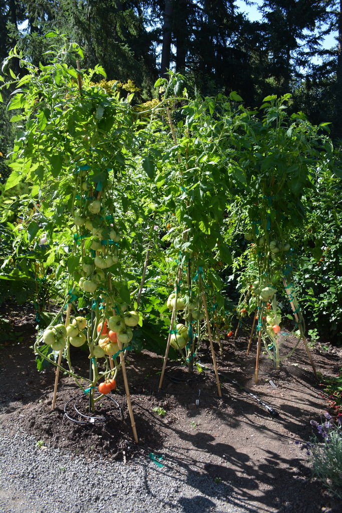 Tips and favorite tomato varieties for Oregon - oregonlive.com