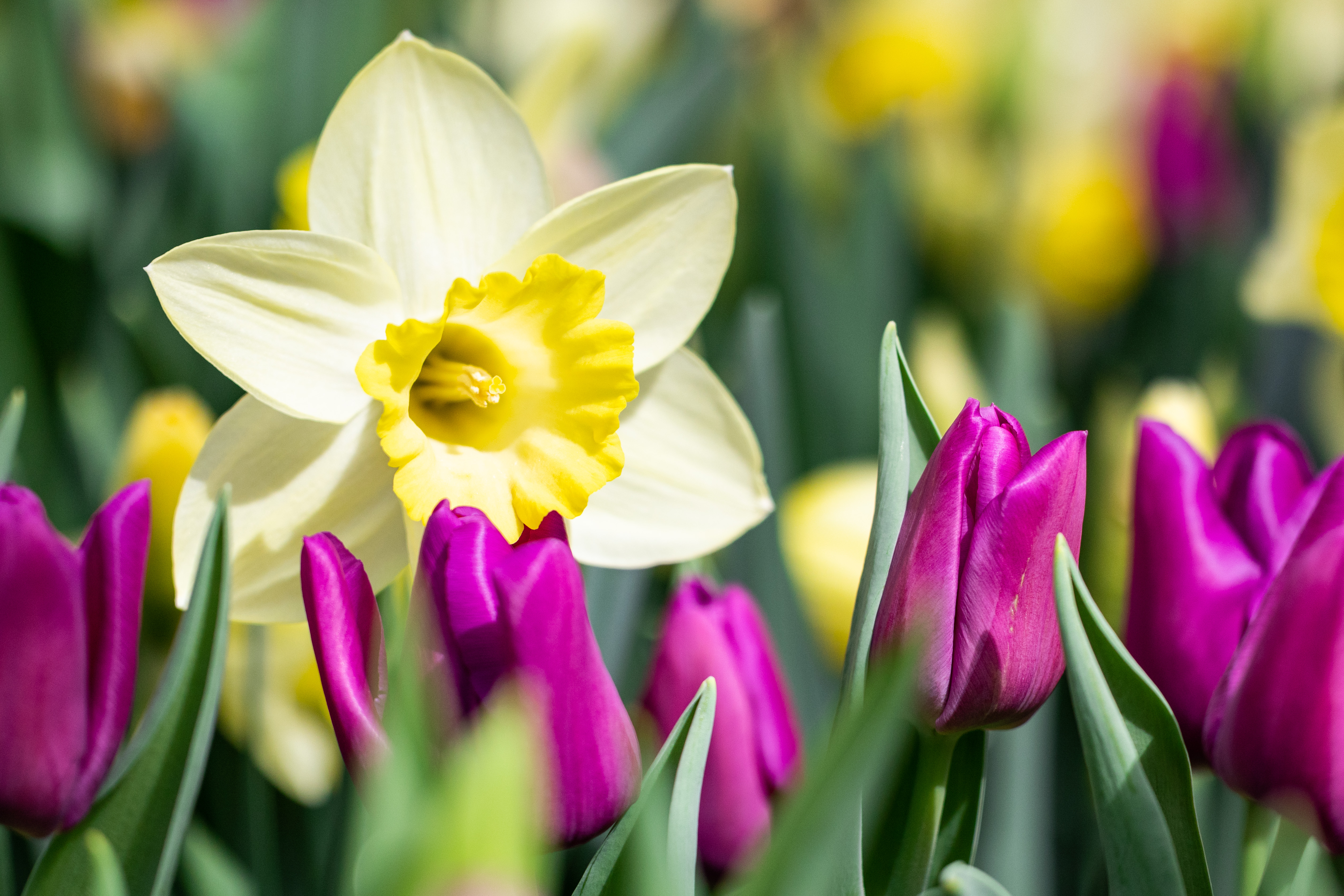 Spring Bulb Show at Smith College's Lyman Plant House & Conservatory ...