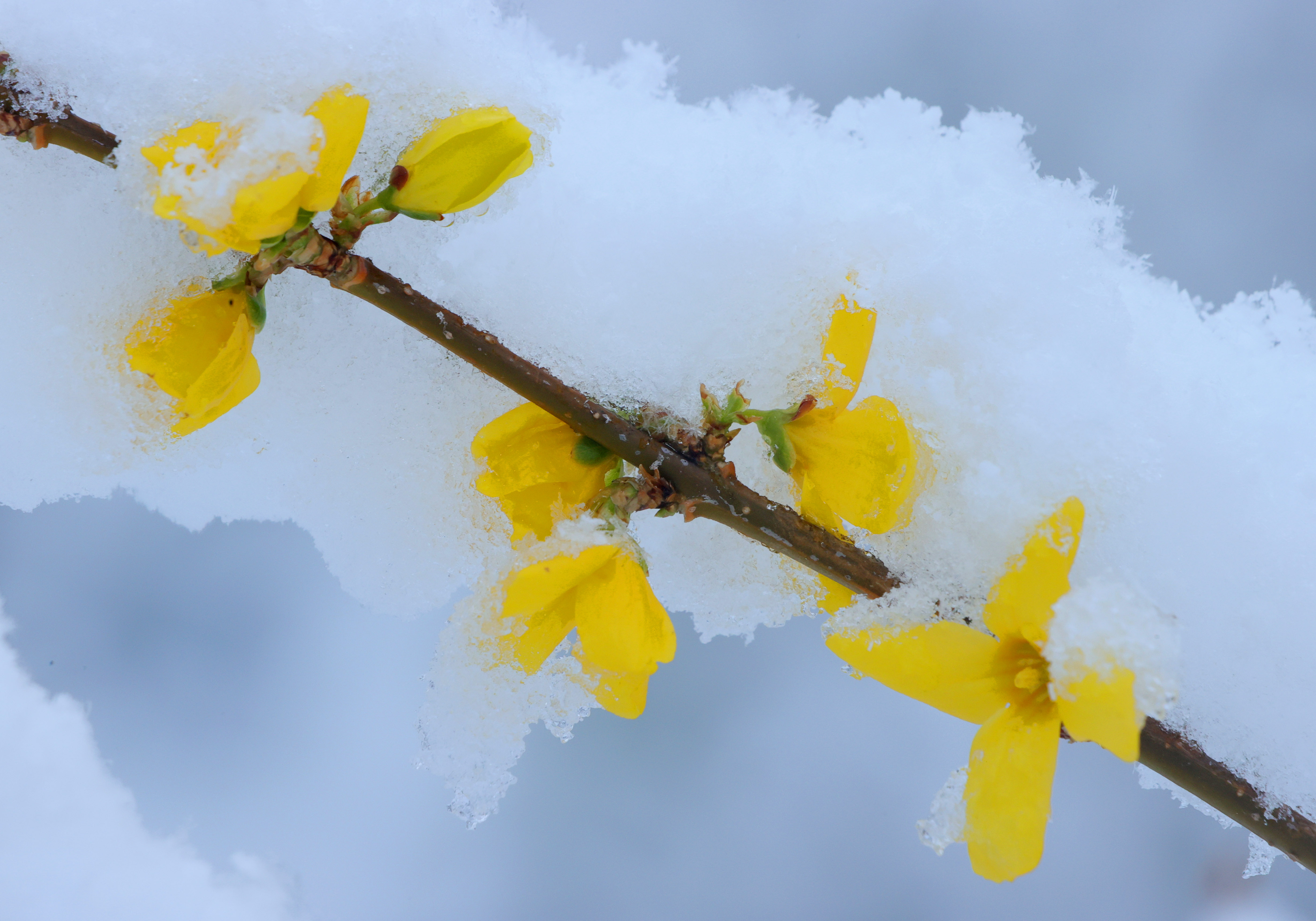 Late spring snow blankets Northeast Ohio, April 21, 2021 - cleveland.com