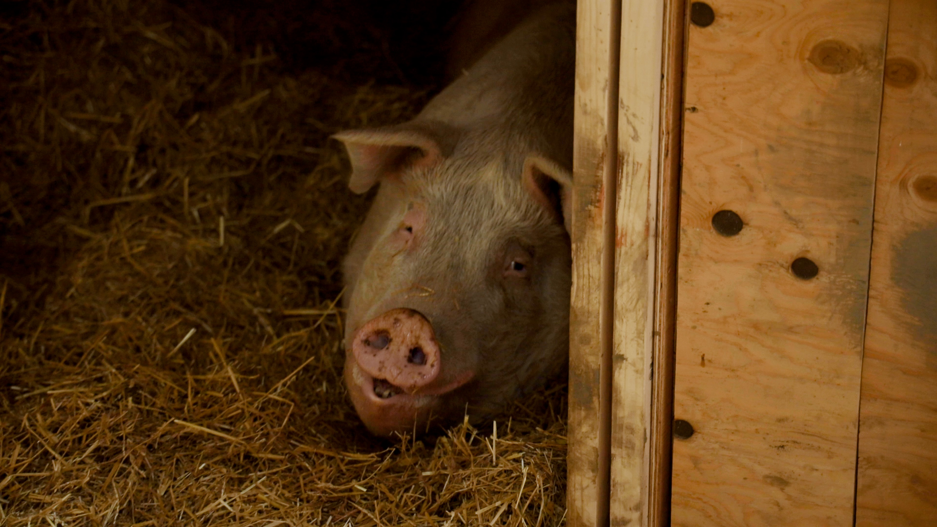 Rescued farmed animals live the good life at The Barn Sanctuary - mlive.com