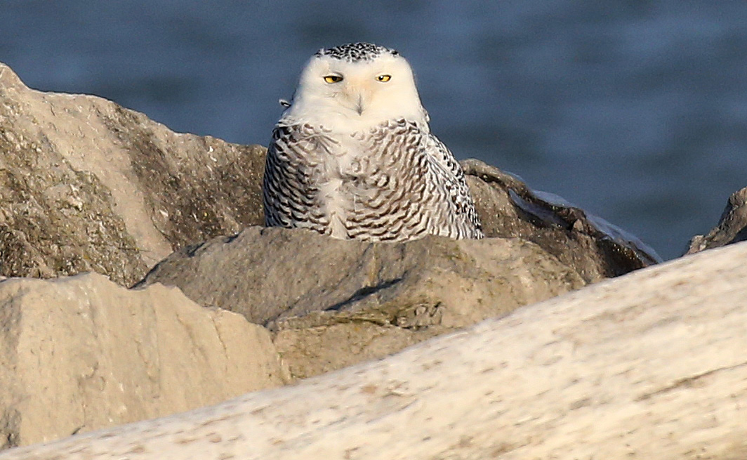 Snowy owls spotted in Lorain Harbor, January 5, 2022 - cleveland.com