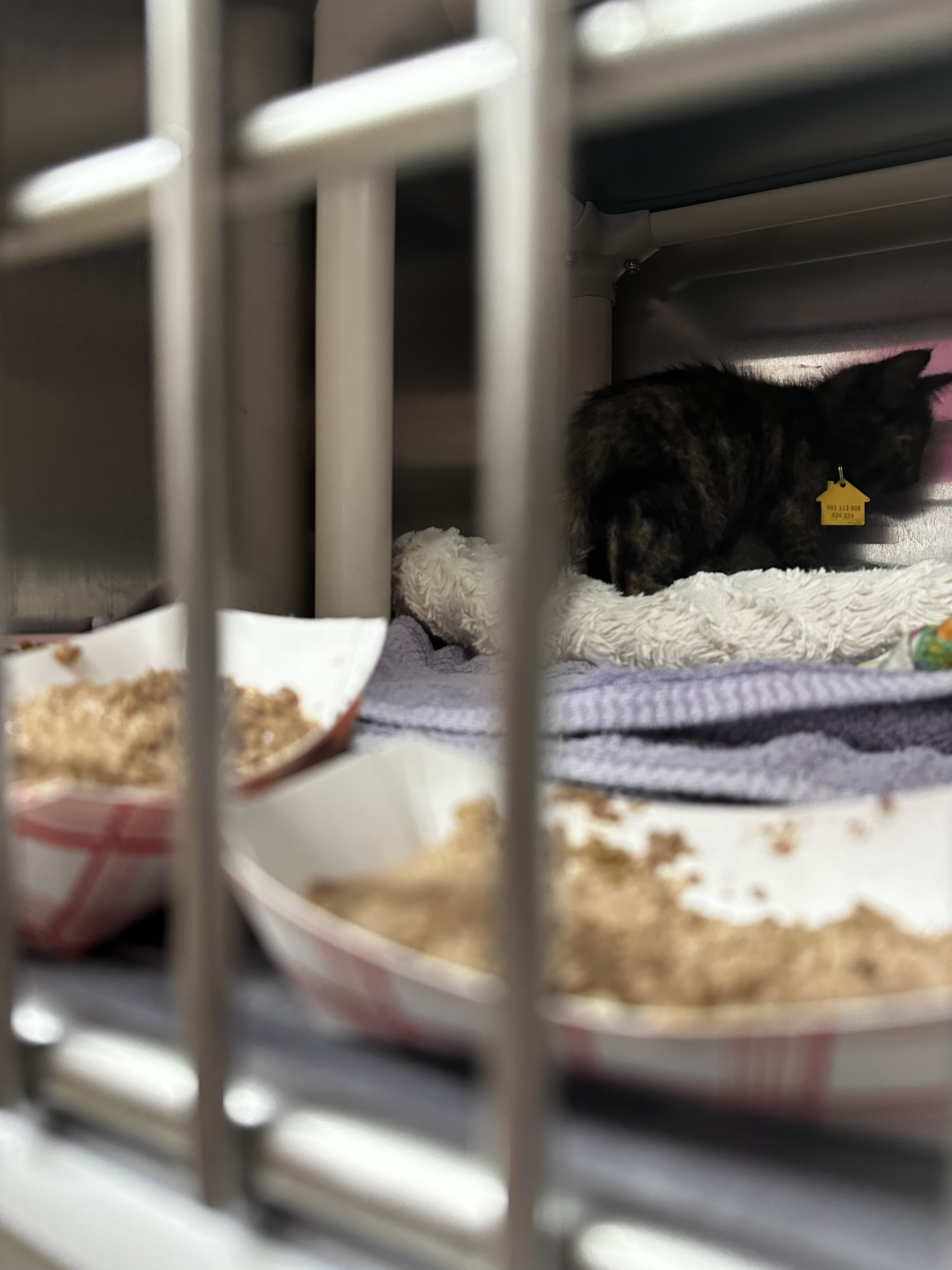 This Massachusetts ICU is filled with kittens - masslive.com