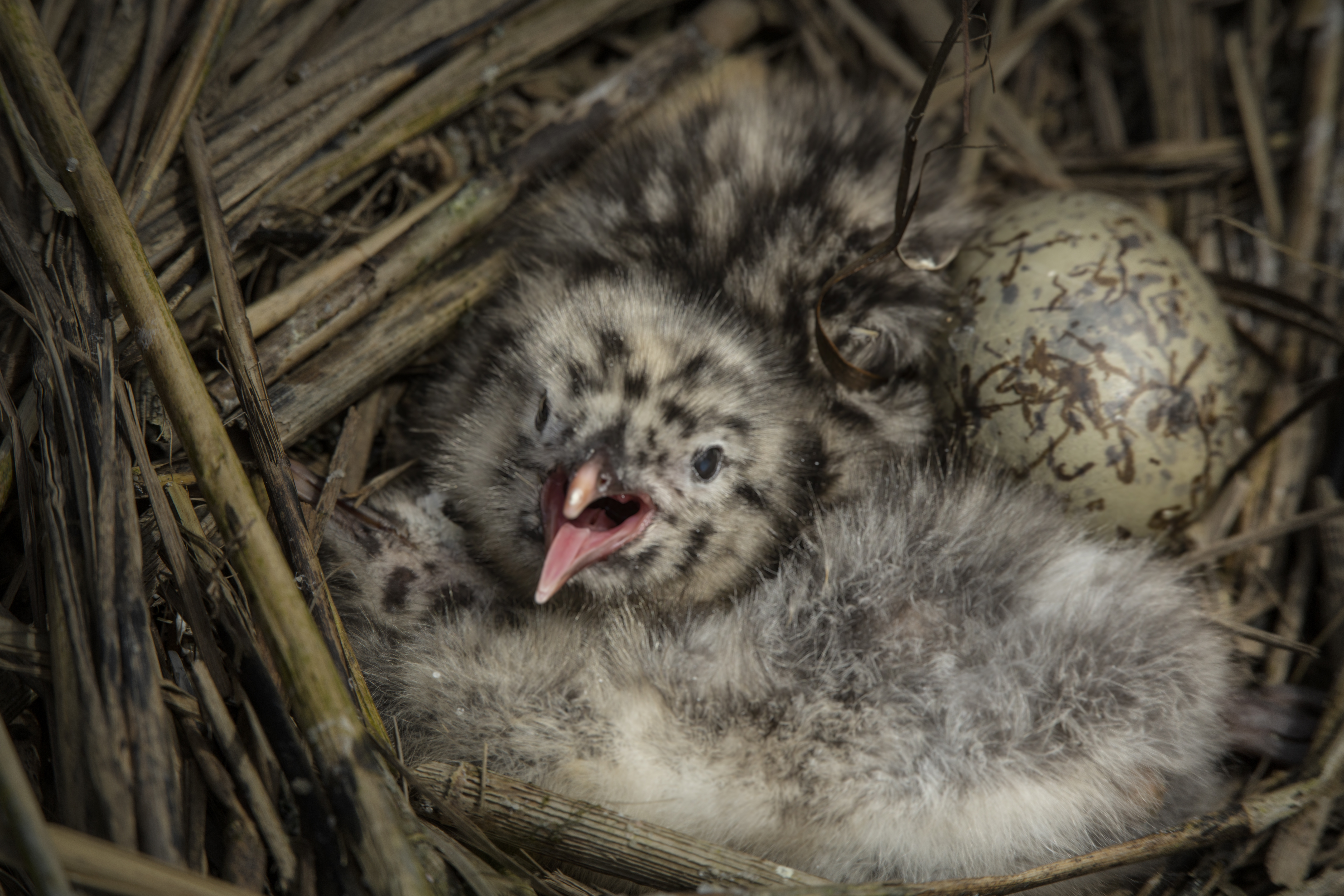 NJ Gulls - Return to Ring Island, hatchlings - nj.com