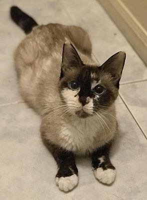 Snowshoe Siamese Calico Mix