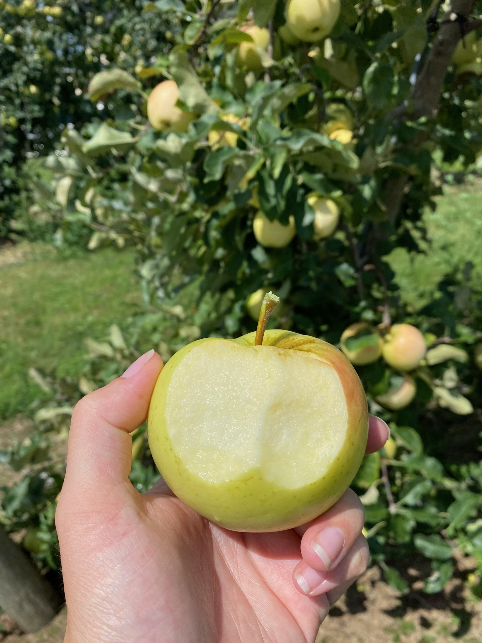 Tangerini's Farm - masslive.com