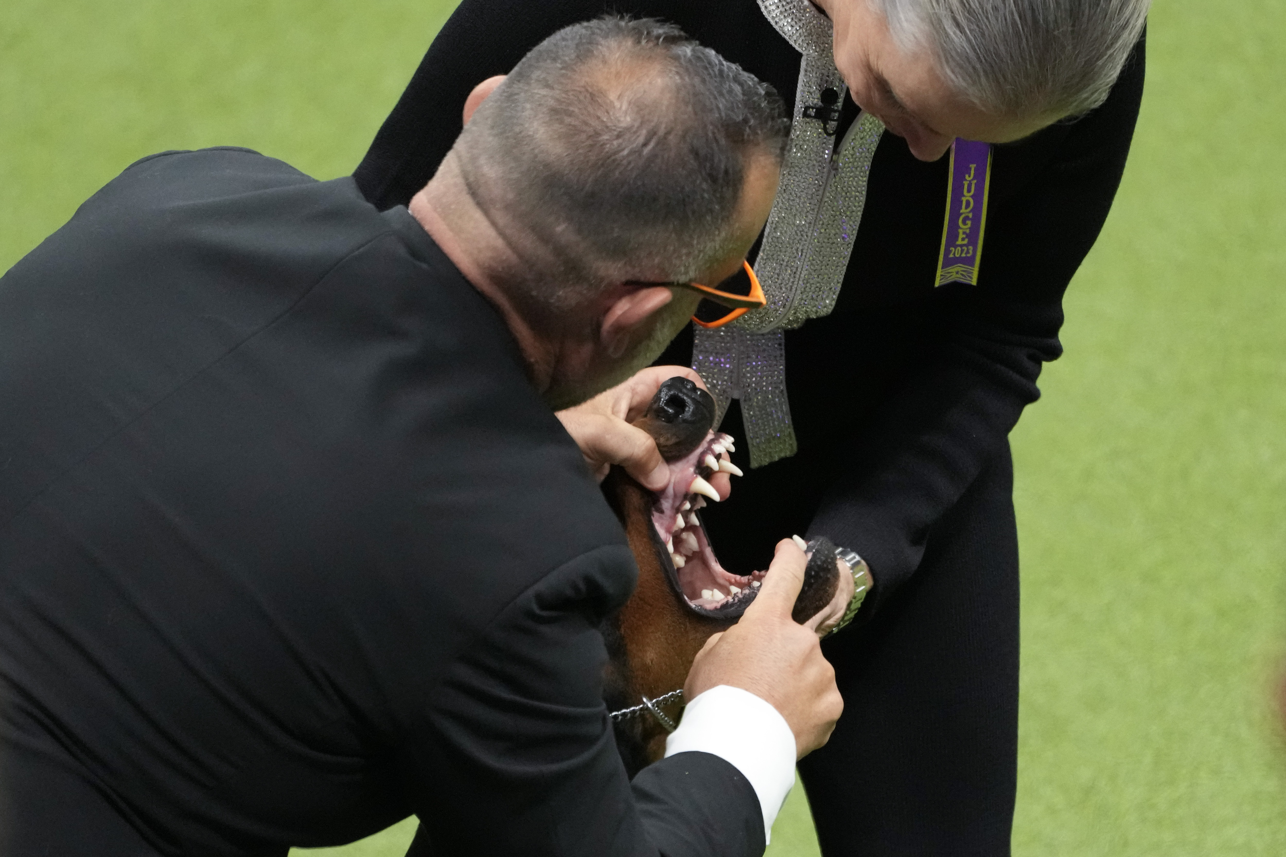 Westminster Kennel Dog Show 2023 - silive.com