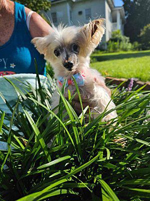 Have a safe and fun Labor Day weekend with your pets: September 2-3 ...