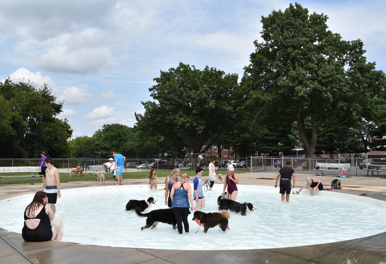 Allentown's Mack Pool goes to the dogs - lehighvalleylive.com
