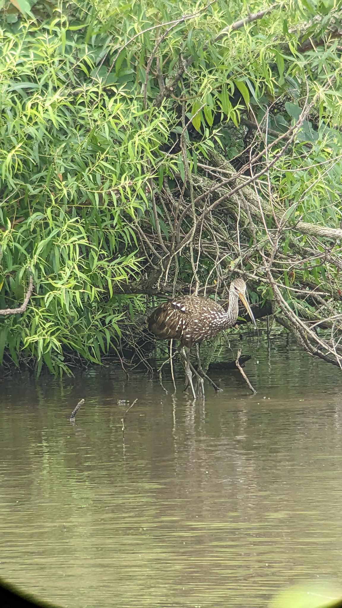 Limpkin spotted in Lancaster County - pennlive.com