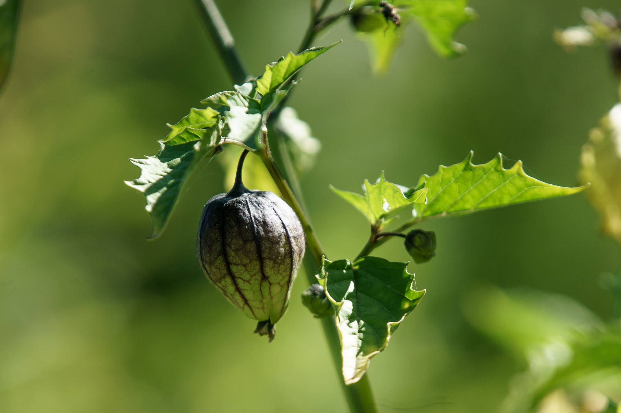 Native American Youth and Family Center's community garden - oregonlive.com
