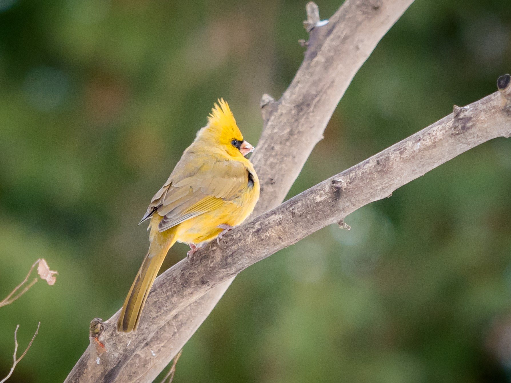 Michigan is home to a rare yellow-colored northern cardinal - mlive.com