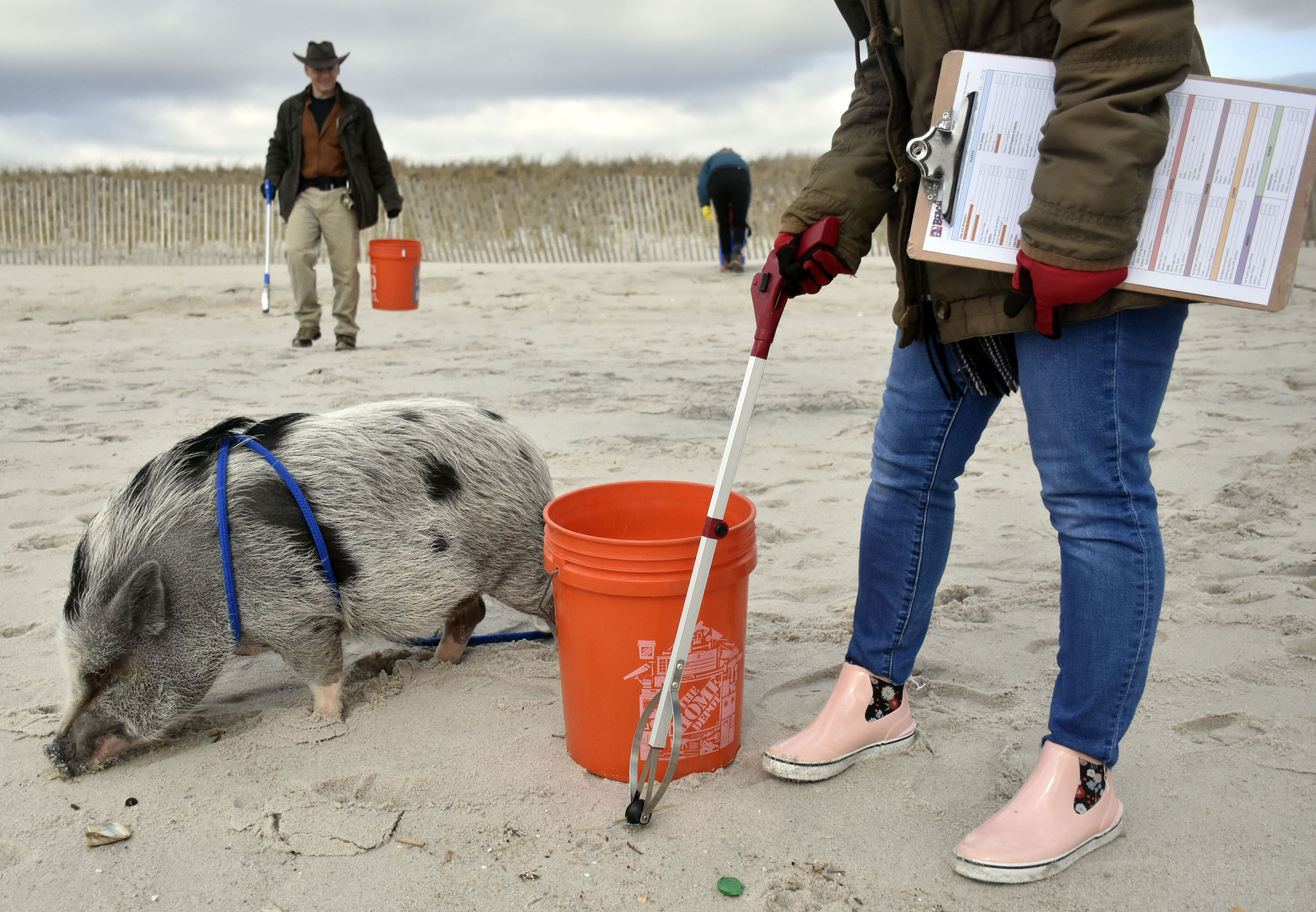 Mini Pig Hamlette Helps with Clean Ocean Action Beach Sweeps Cleanup ...