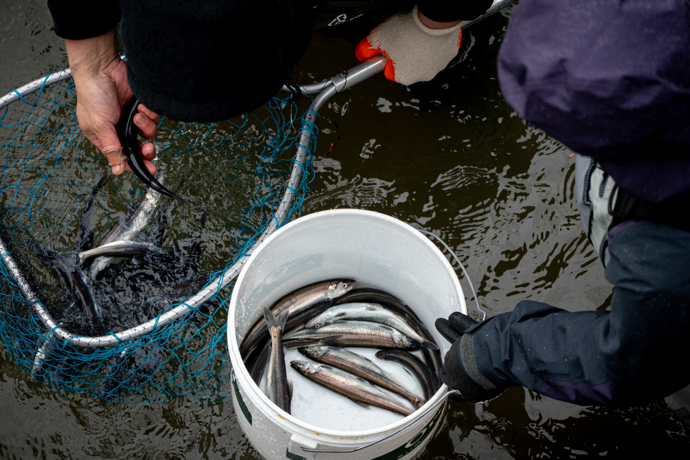 Sandy River smelt run 2025 - oregonlive.com