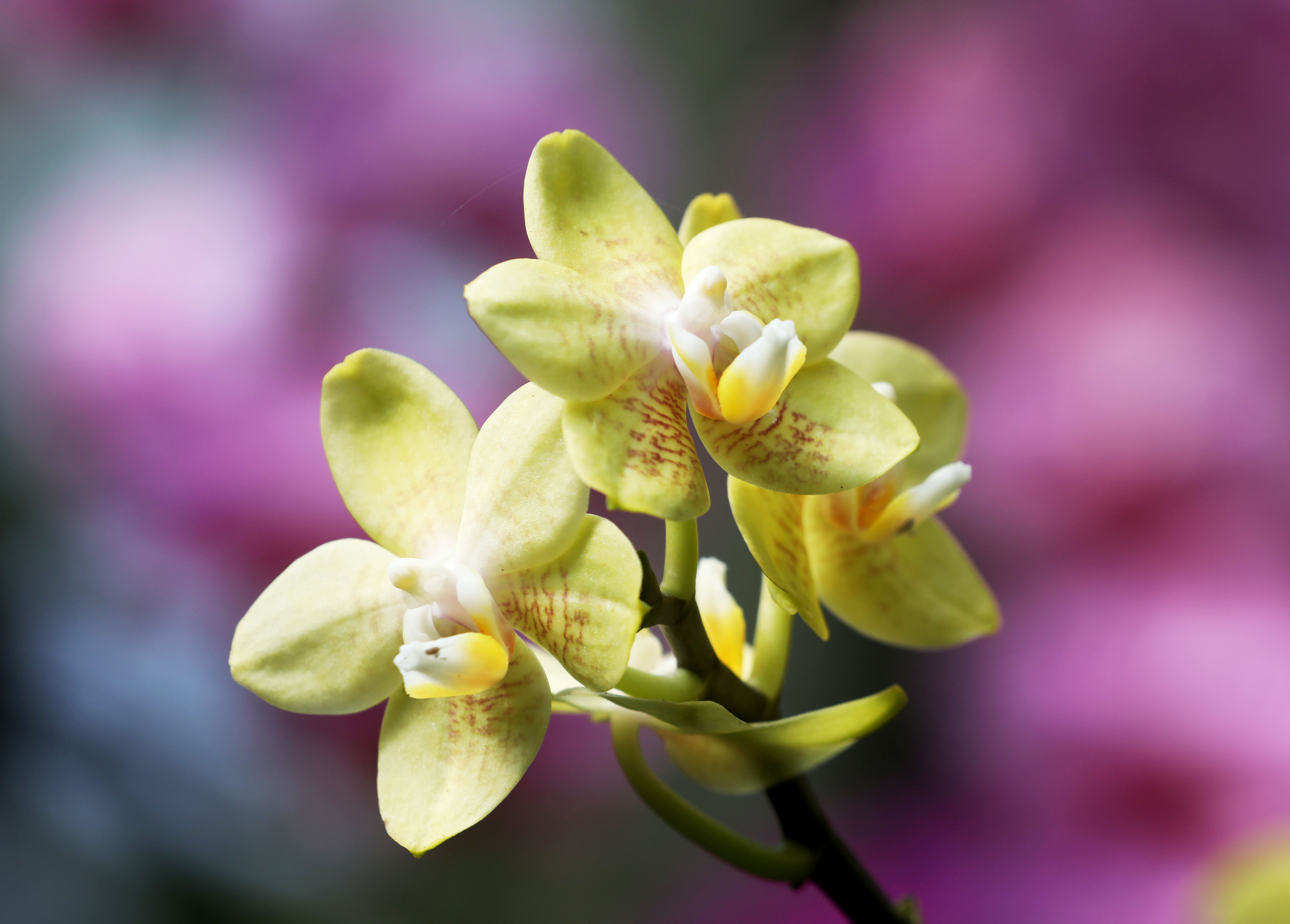 Orchids in full bloom - nj.com