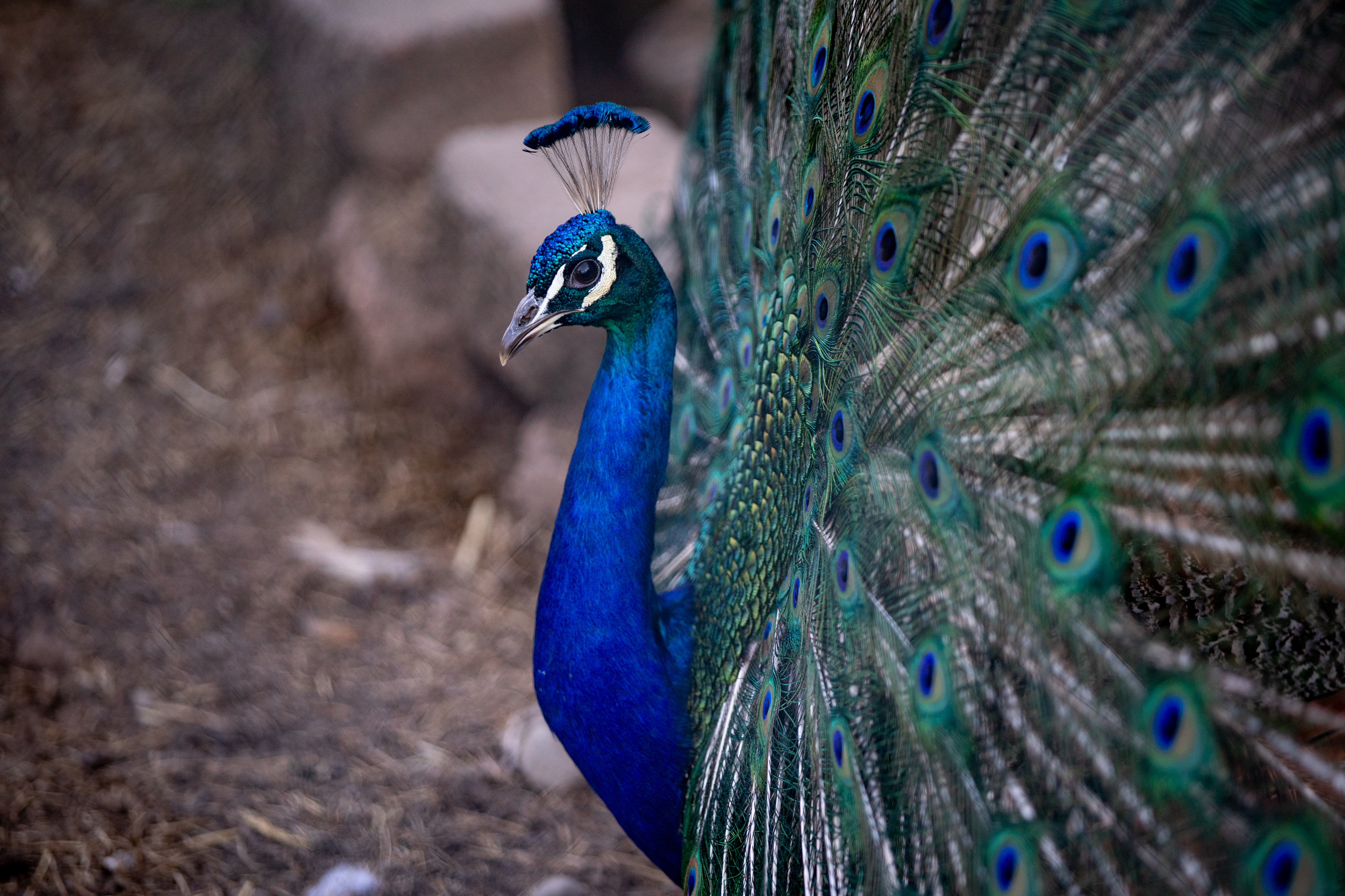 A ‘muster’ of peacocks has roamed this one Portland neighborhood for at ...