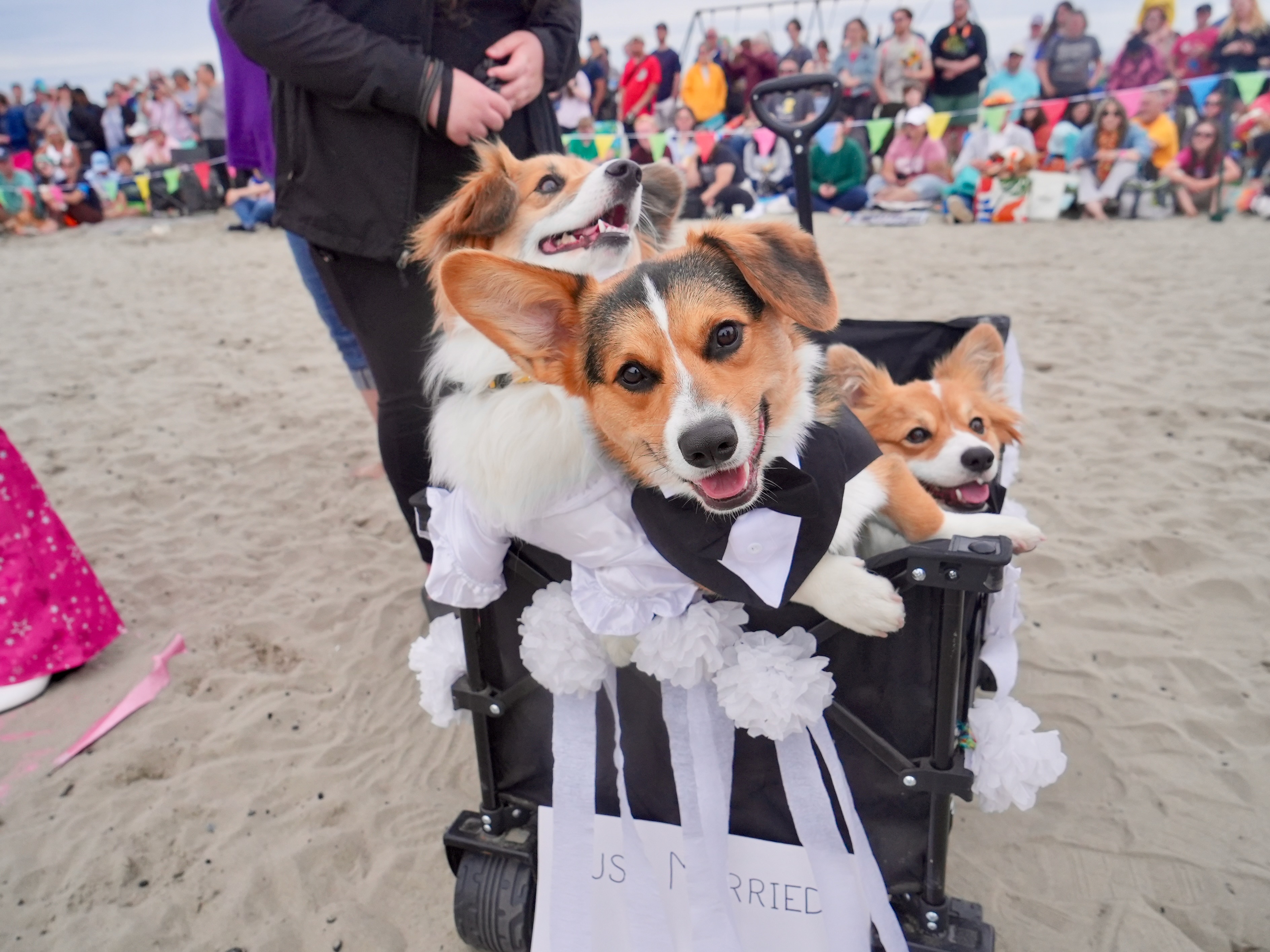 Corgi Beach Takeover - oregonlive.com