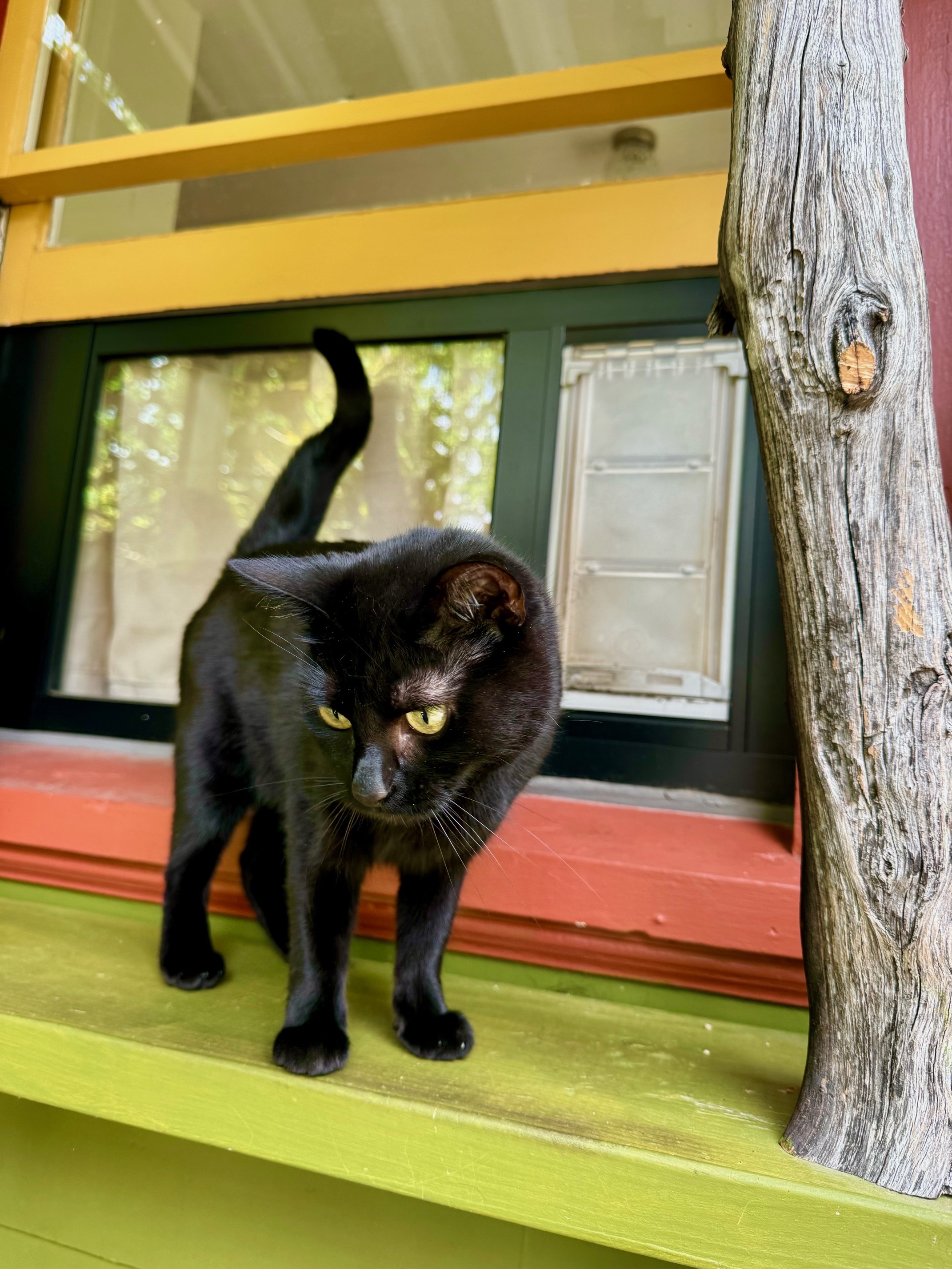 2024 Catio Tour - oregonlive.com