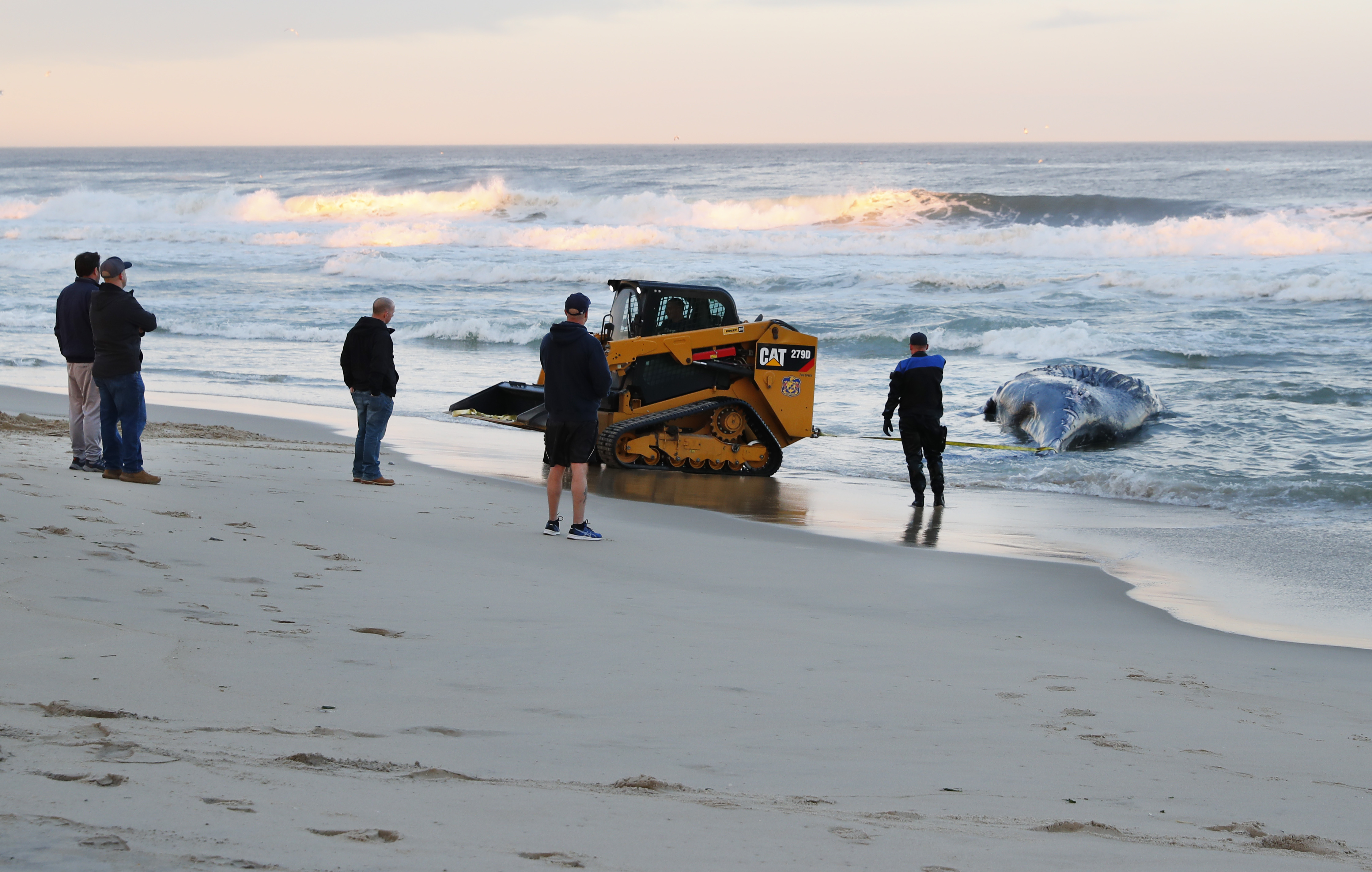 Dead whale washes up in Manasquan, Feb. 13, 2023 - nj.com