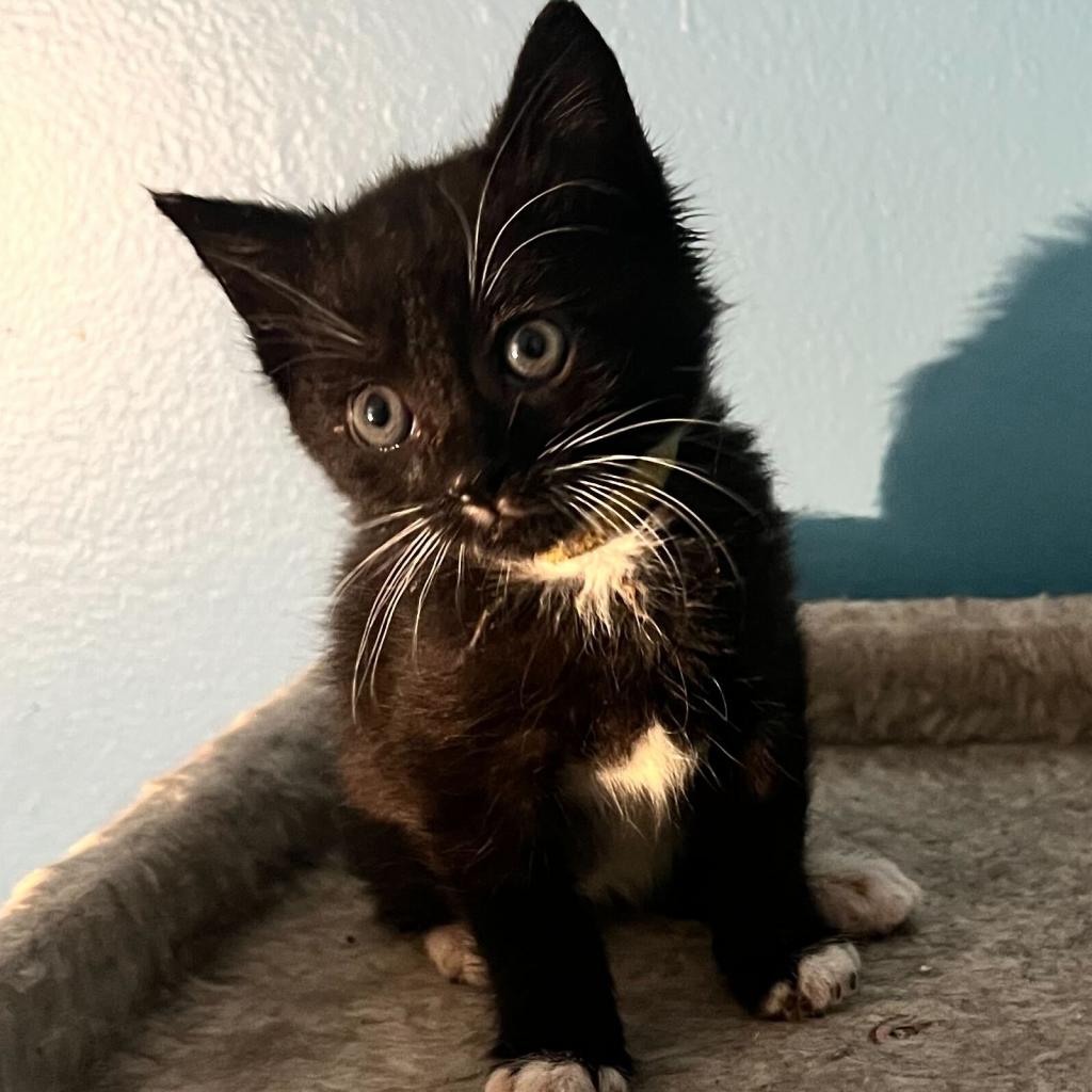 Let’s be thankful for these loving adoptable pets. They could change ...