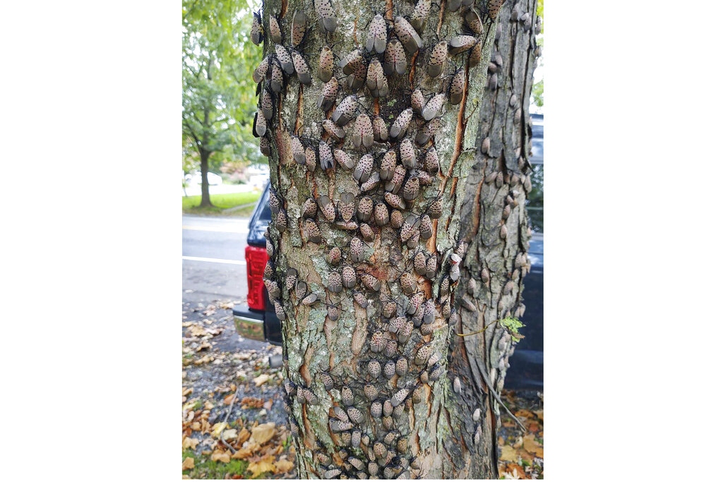 See it? Squish it! Fighting the invasive spotted lanternfly ...