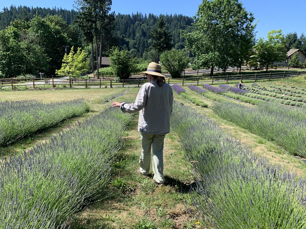 Crafting with lavender - oregonlive.com